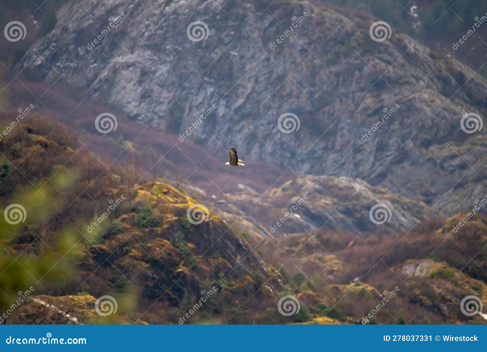 Majestic Bald Eagle Soaring through the Sky Above a Majestic Mountain ...