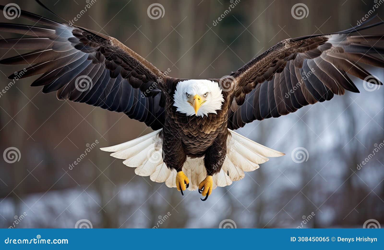 Majestic Bald Eagle Soaring with Spread Wings Stock Illustration ...