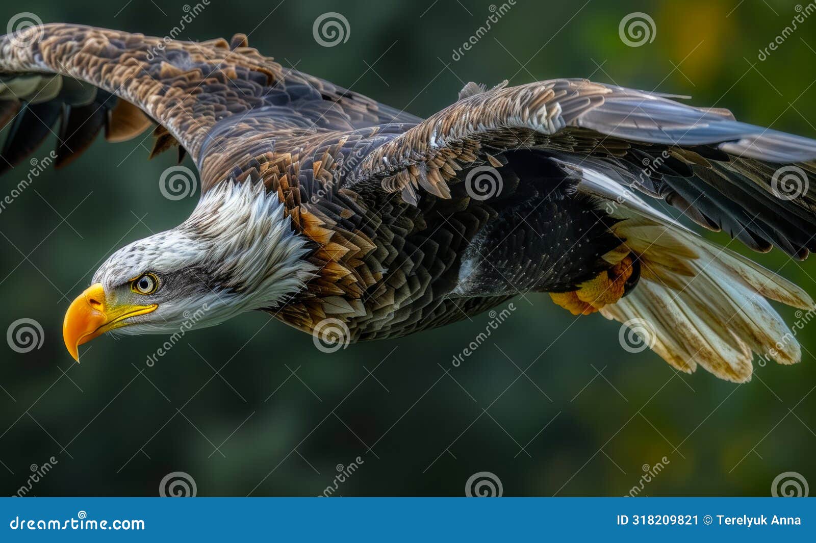 Majestic Bald Eagle Soars through the Air with Its Wings Spread Wide. Stock Image - Image of ...