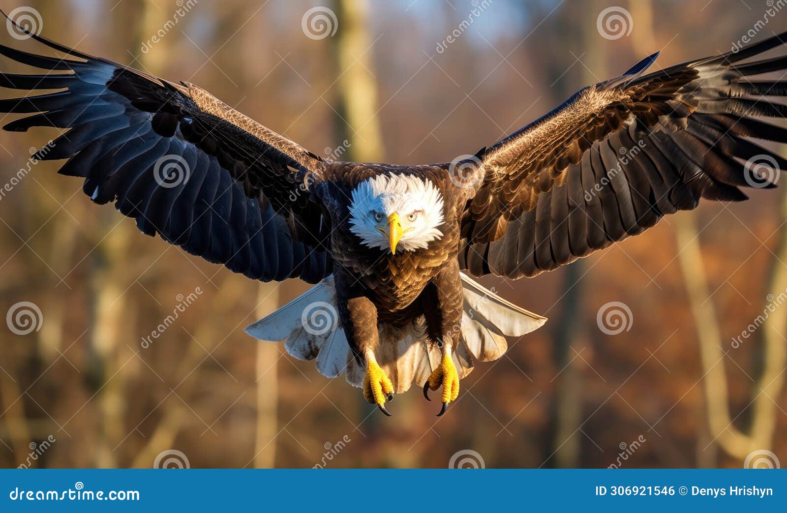 Majestic Bald Eagle Spreading Wings in Flight Stock Illustration ...