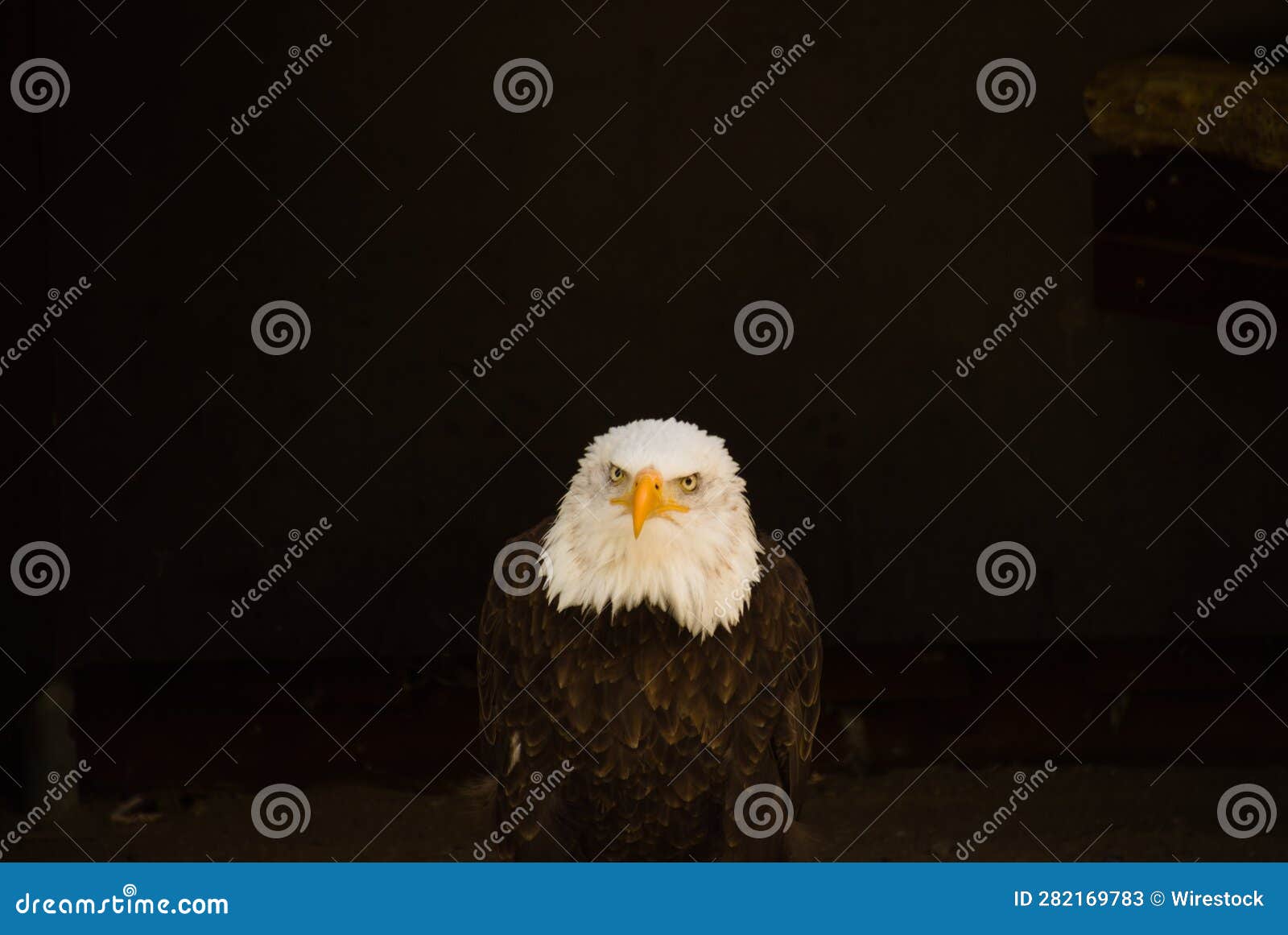 Majestic Bald Eagle is Standing Tall and Proud Against a Striking Black ...