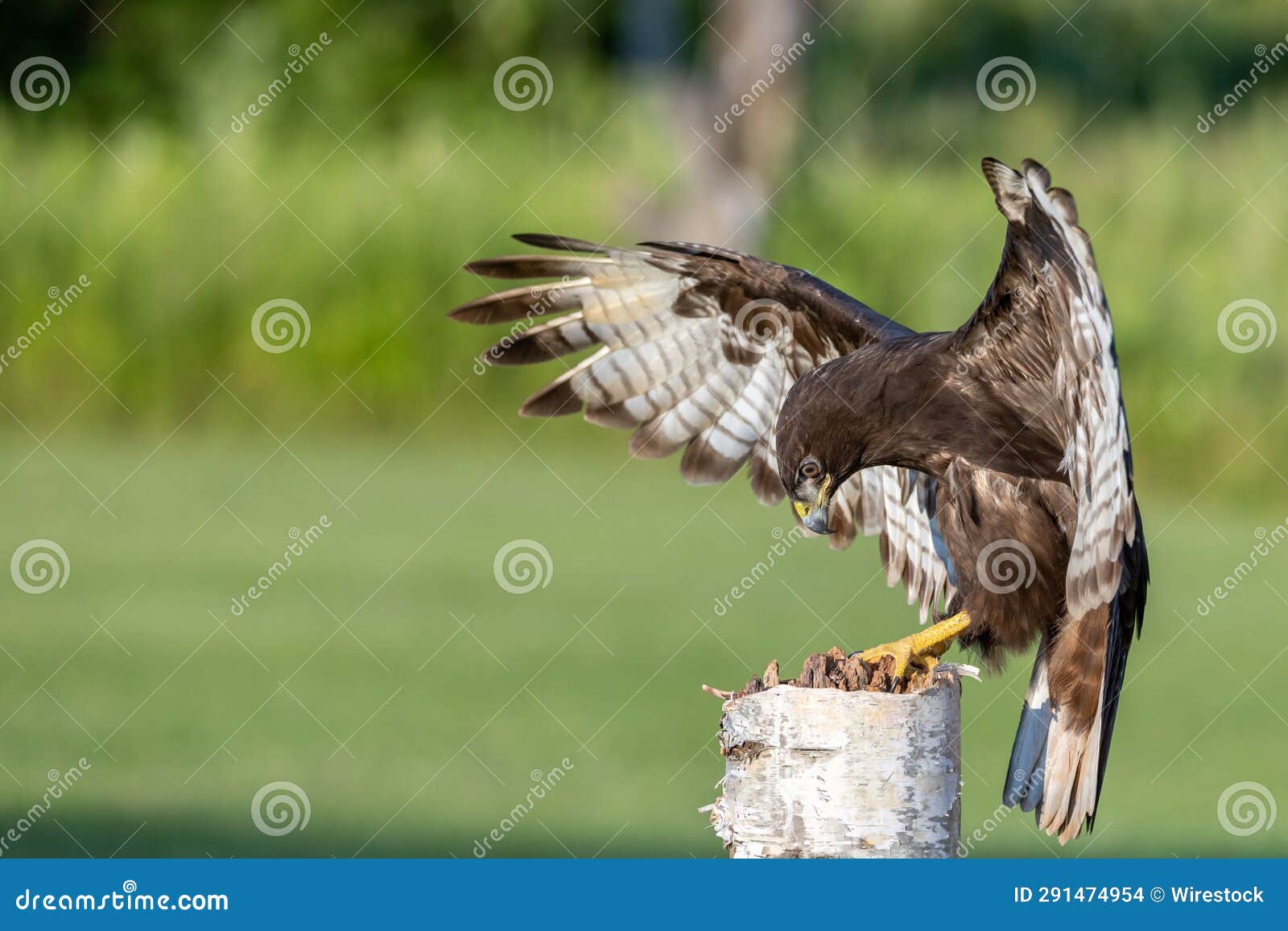 An Eagle is Flapping Its Wings Out on a Stump Stock Photo - Image of ...
