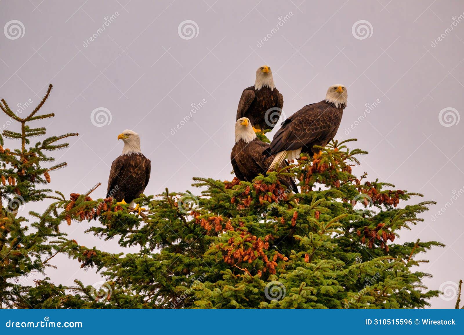 Majestic Bald Eagles Perched in Trees Stock Photo - Image of avian ...
