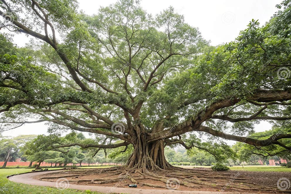 Majestic Banyan Tree in India Stock Illustration - Illustration of ...