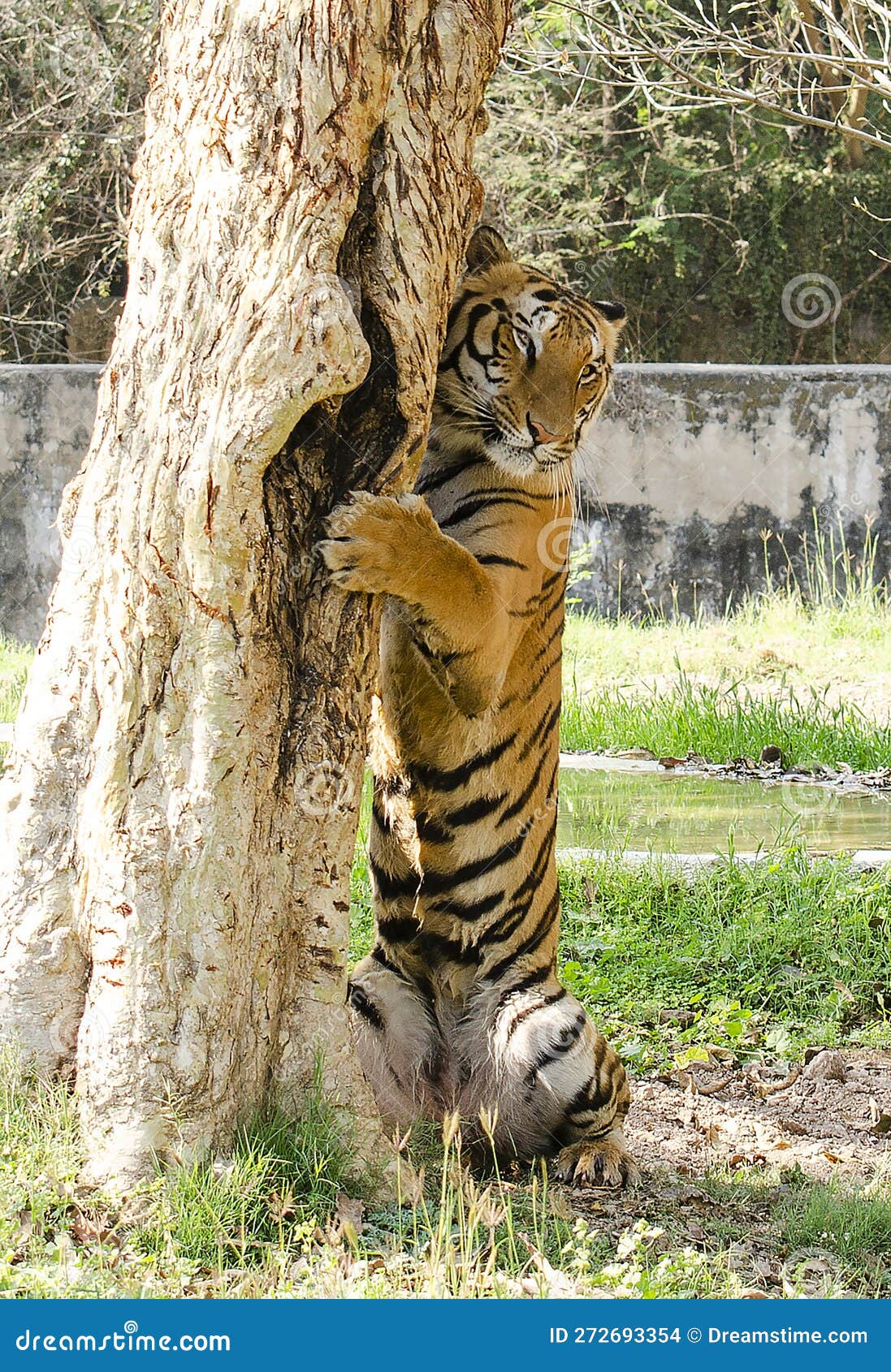 A majestic Bengal tiger stock photo. Image of bengal - 272693354