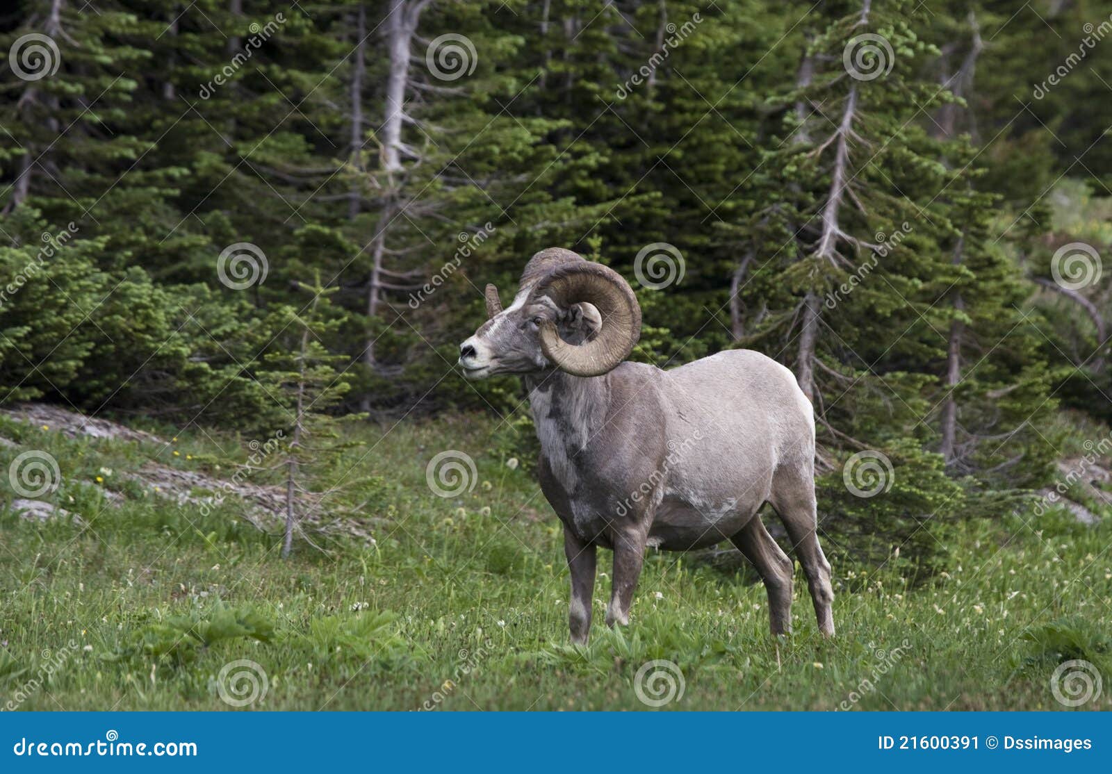 Majestic Big Horn Ram stock image. Image of country, relax - 21600391