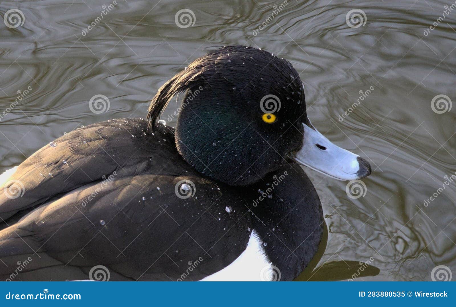 Majestic Black Duck Gliding Gracefully through the Still Water Stock ...