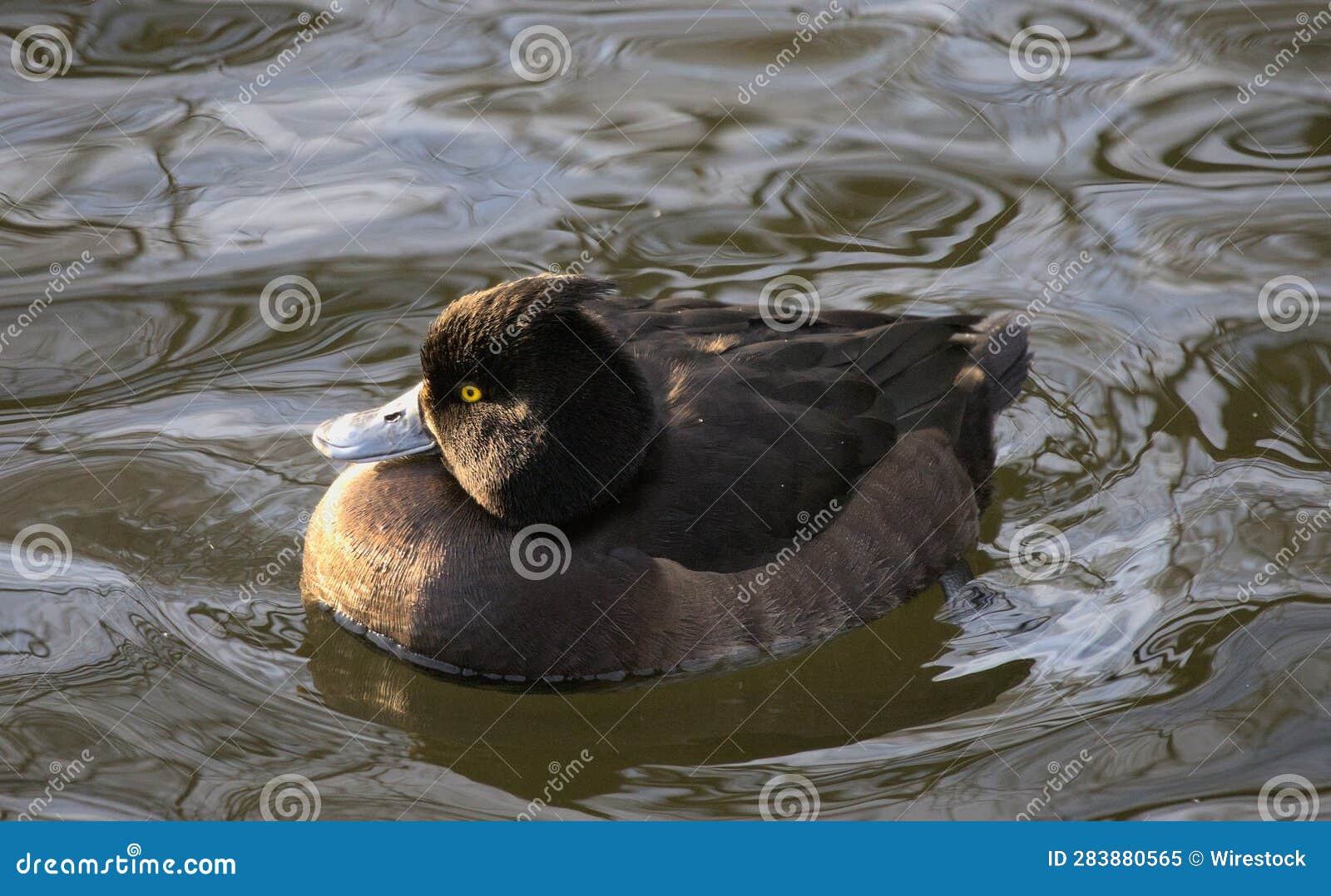 Majestic Black Duck Gliding Gracefully through the Still Water Stock ...