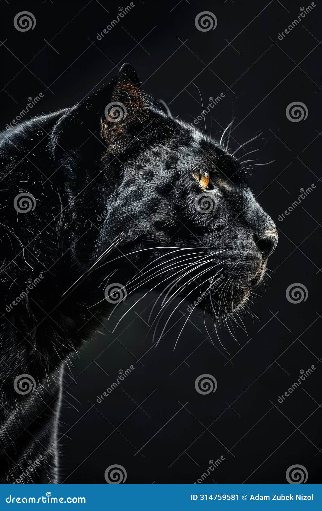 Majestic Black Panther in a Dramatic Profile View Stock Illustration ...