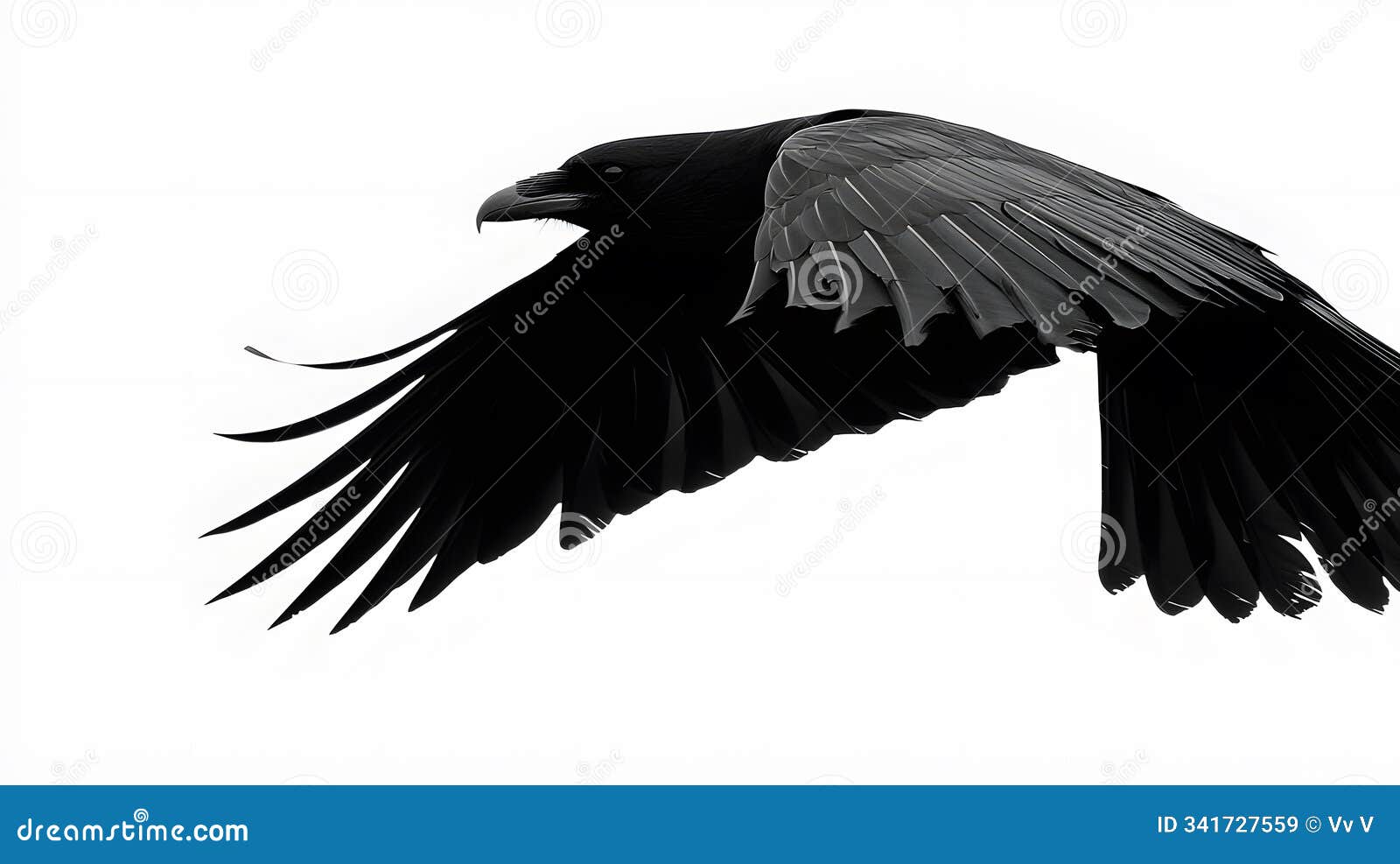 Majestic Black Raven in Flight Against White Backdrop Stock Image ...