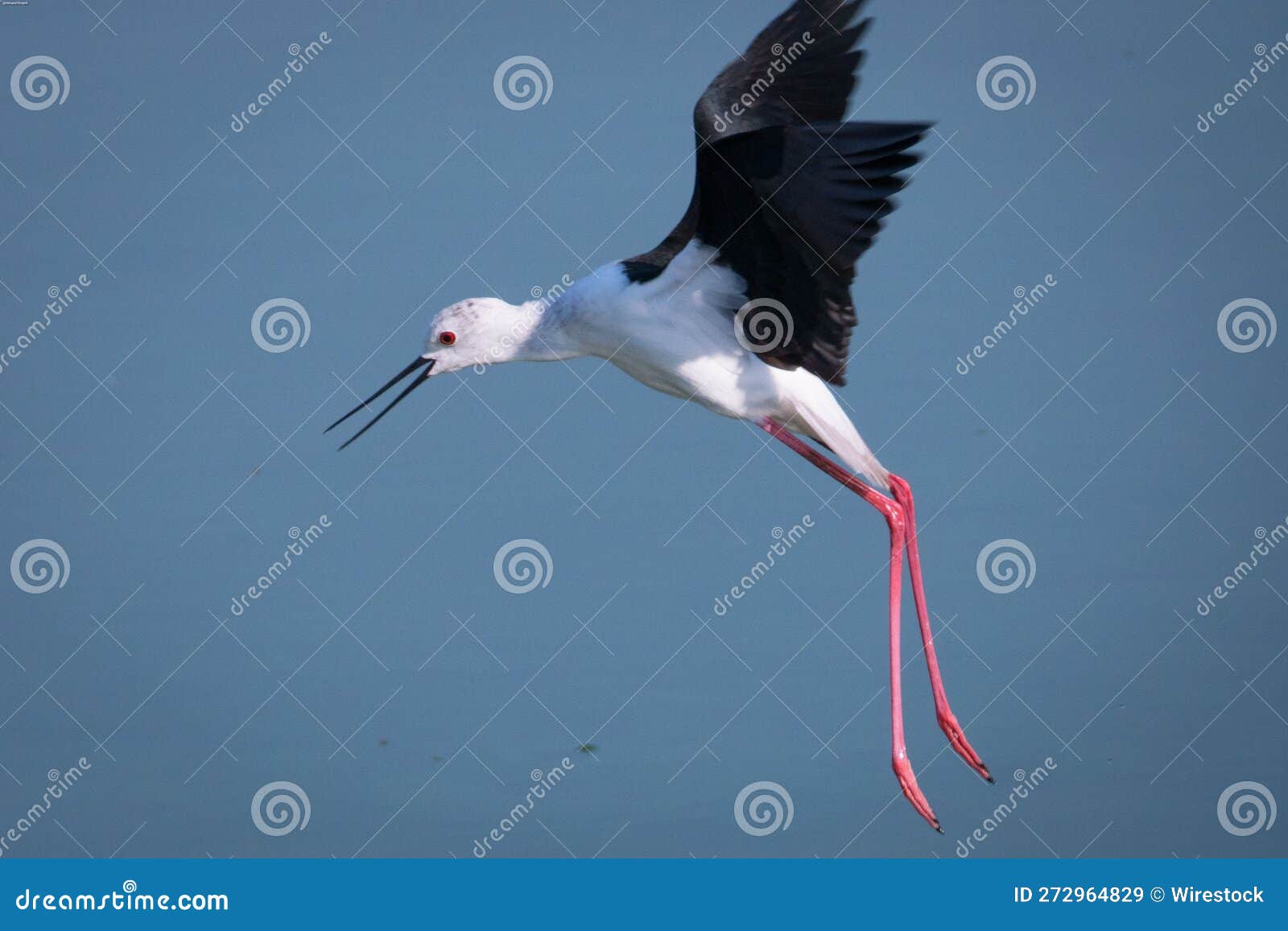 Majestic Black-winged Stilt Bird Soaring in the Sky Stock Image - Image ...