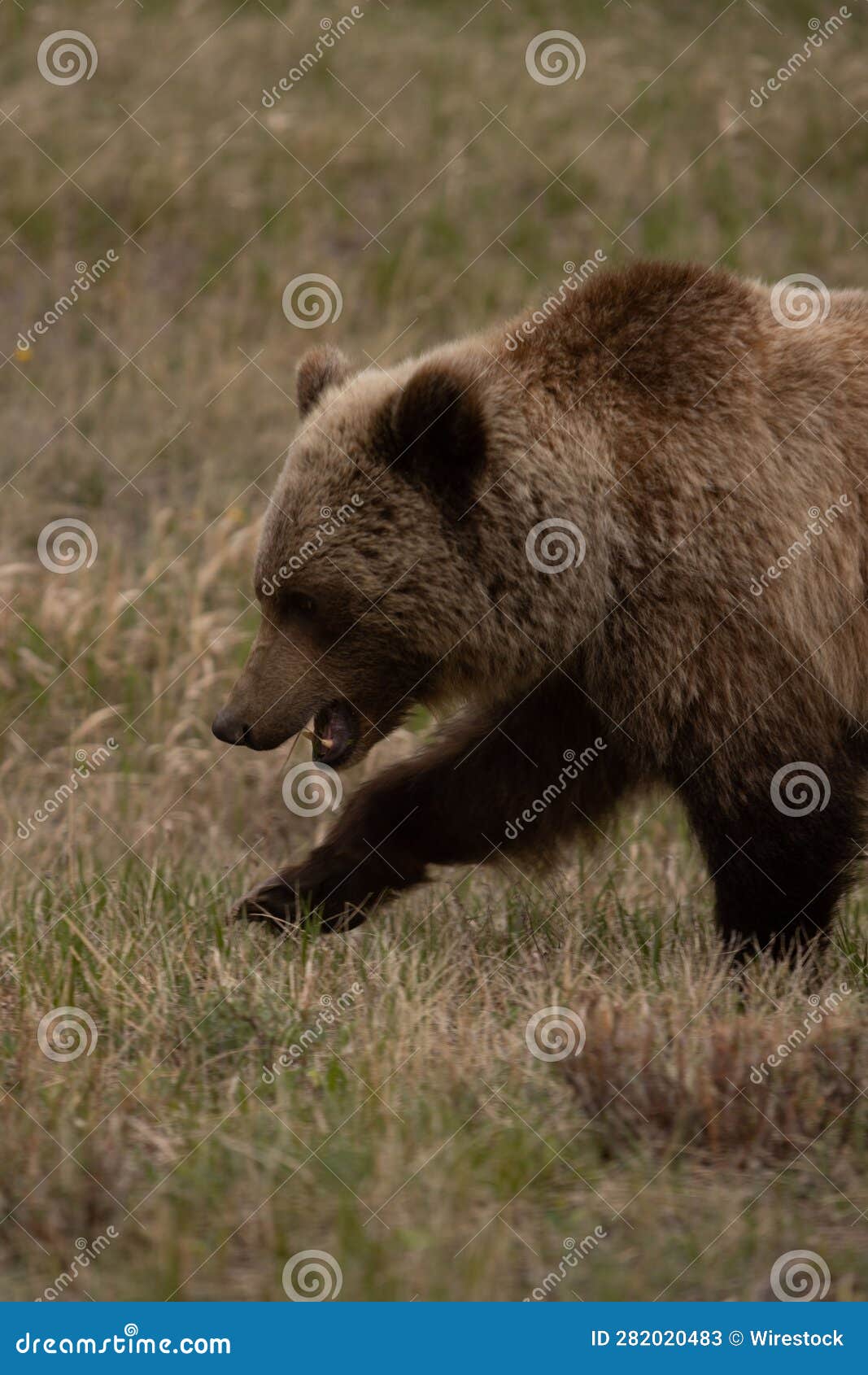 Majestic Brown Bear Sprinting through a Lush Meadow Stock Image - Image ...
