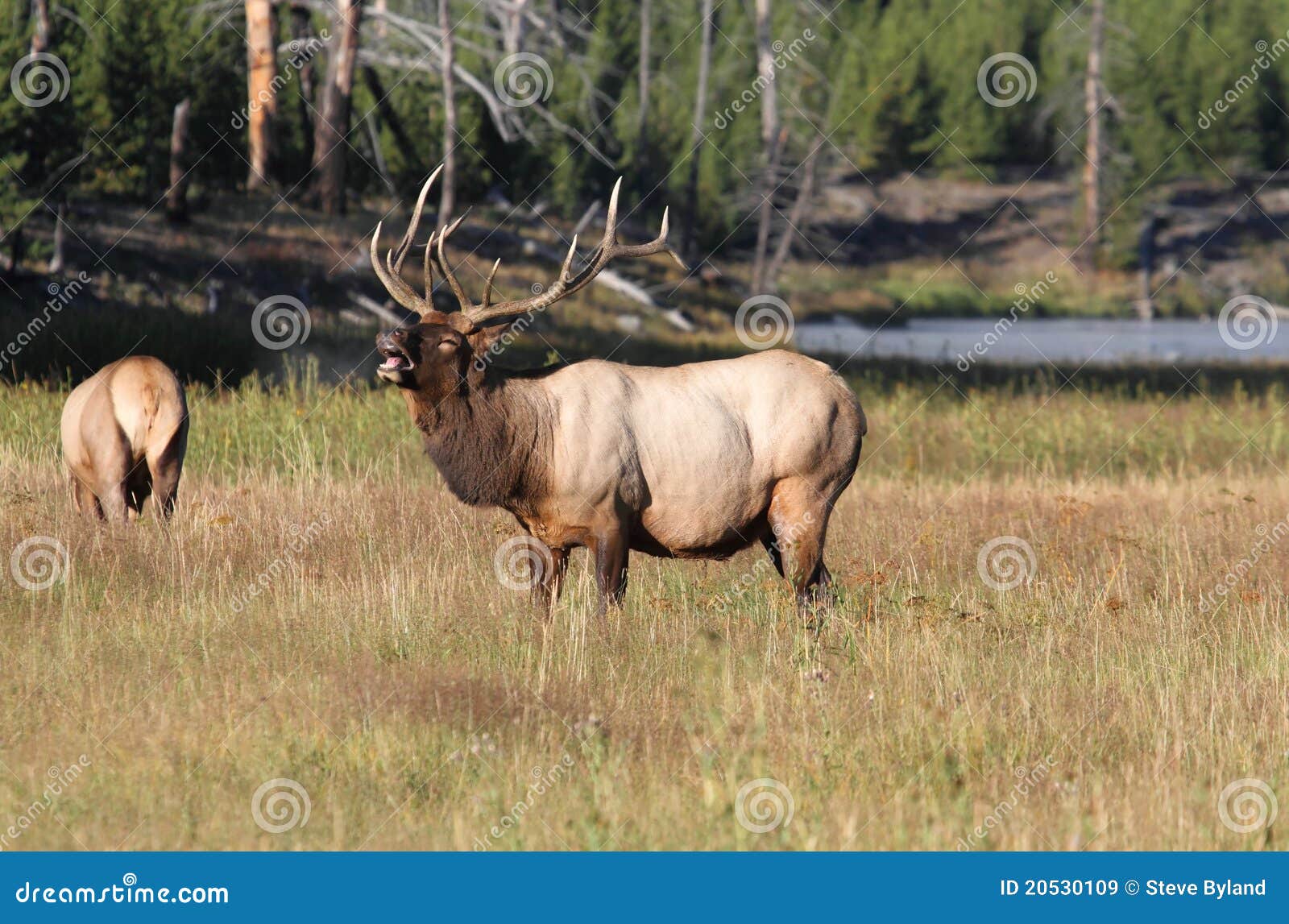 Majestic Bull Elk Bugling stock image. Image of cervus - 20530109