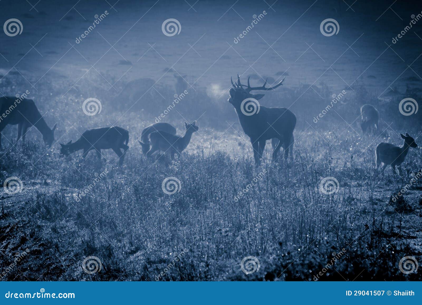 Majestic Bull Roaring at Moonlight Stock Image - Image of hoarfrost ...