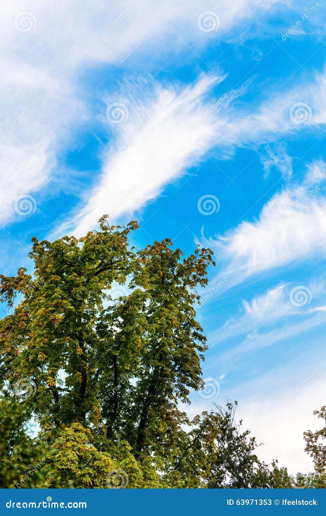 Majestic Chestnut Tree with Beautiful Clouds on Background Stock Image ...