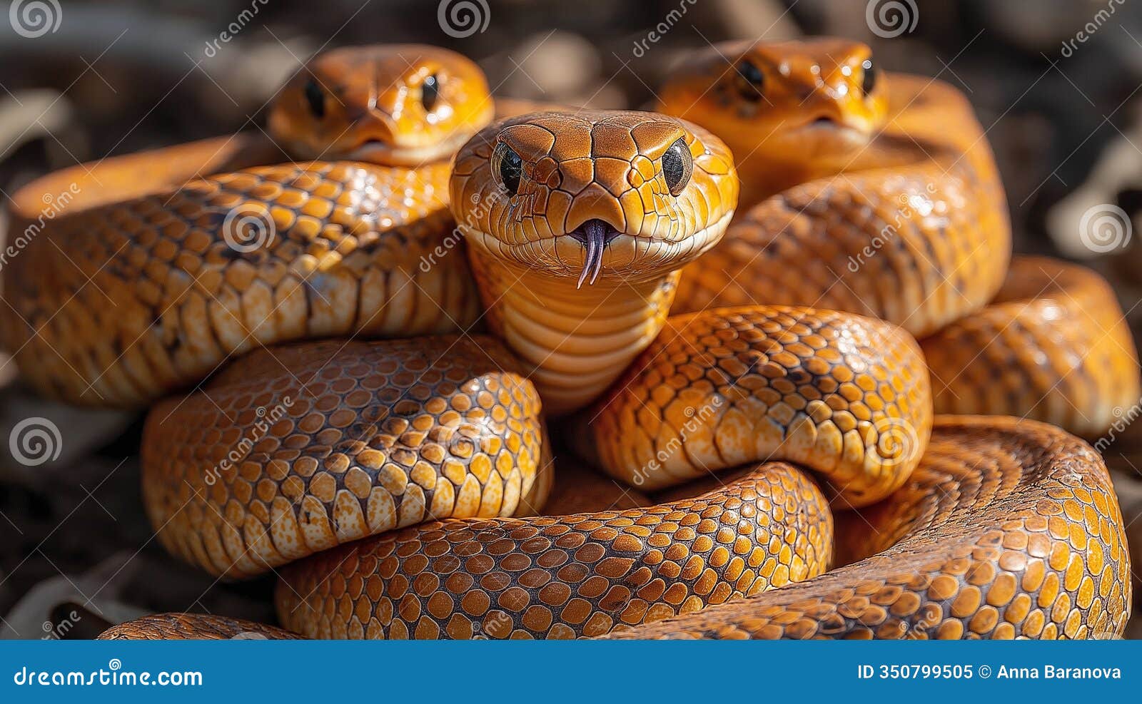 Majestic Cobra in an Intimidating Posture Stock Image - Image of green ...