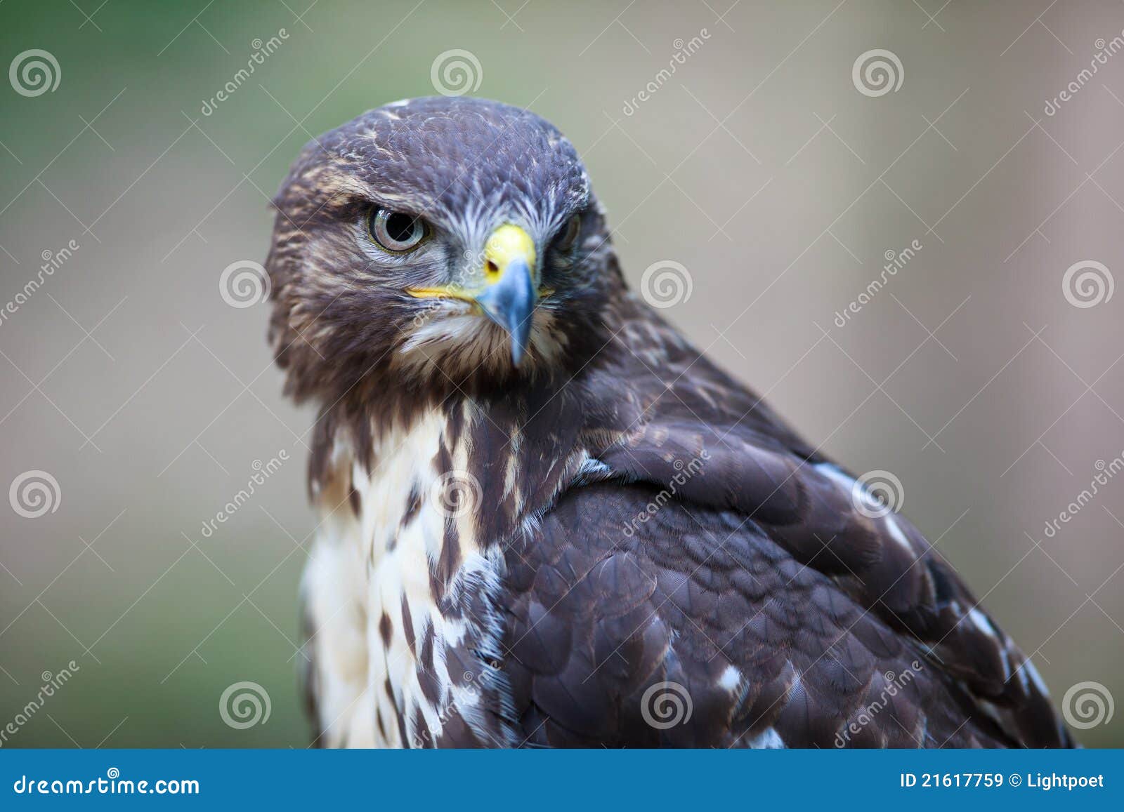 Majestic common buzzard stock image. Image of eagle, creature - 21617759