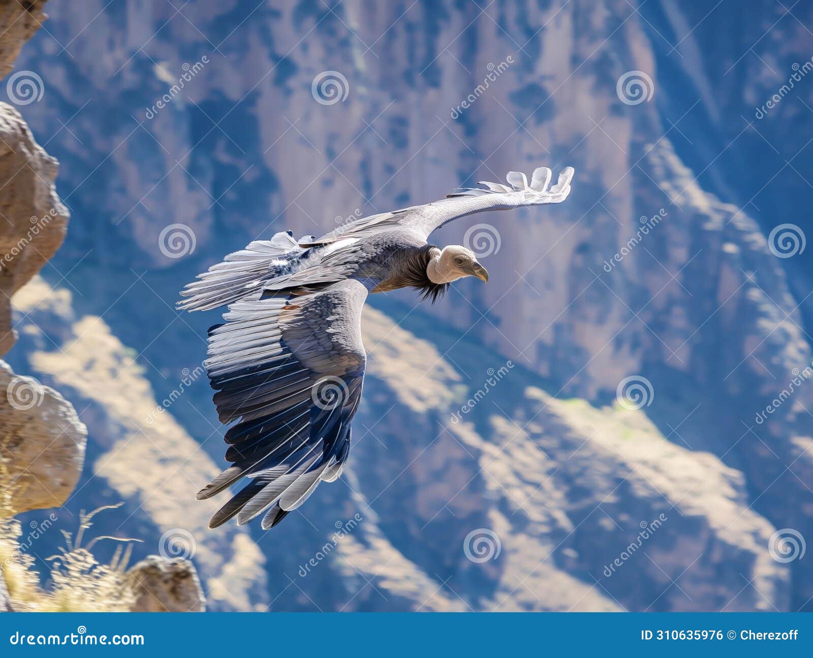 Majestic Condor in Flight stock photo. Image of predator - 310635976