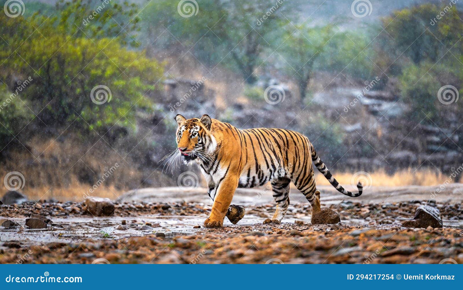 Male Tiger in India after Rainy Season Stock Illustration ...