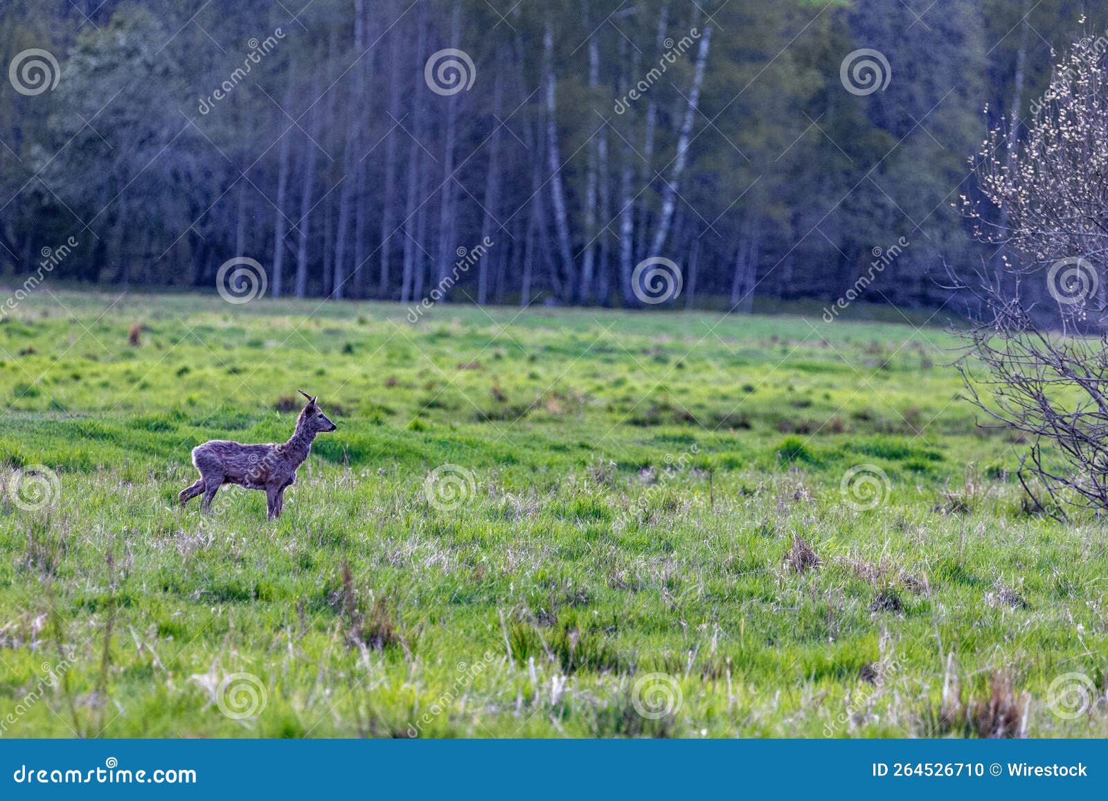 Majestic Deer Walking in an Evergreen Field in a Forest during Daytime ...