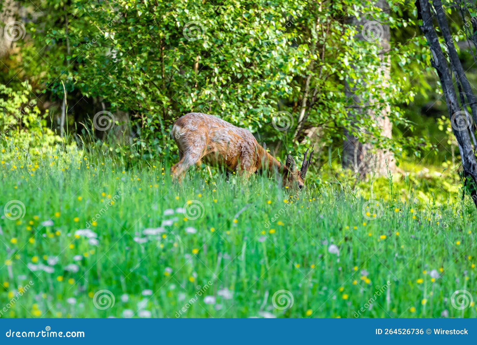 Majestic Deer Walking in an Evergreen Field in a Forest during Daytime ...
