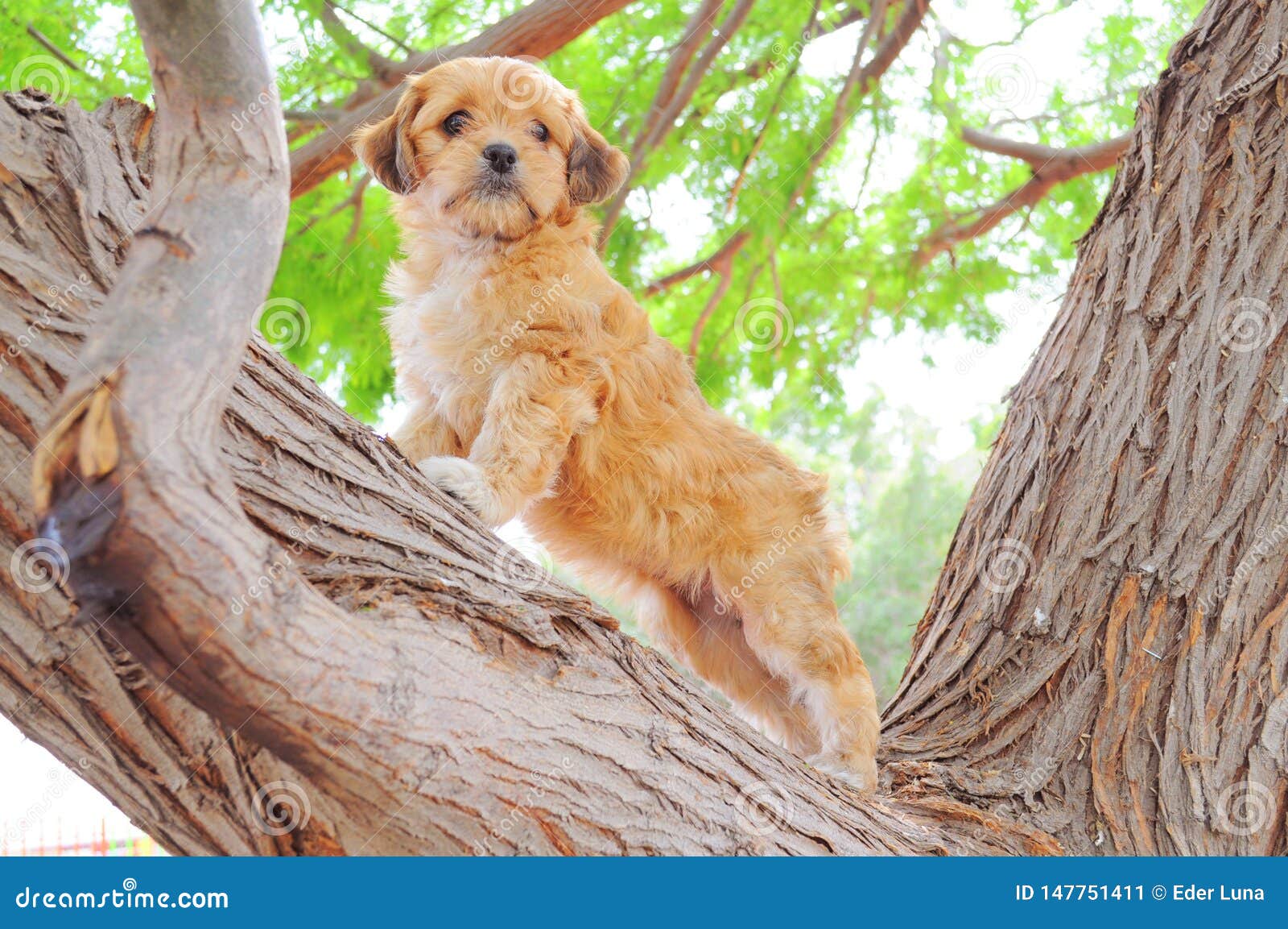 Majestic Dog Standing in Tree Like a Lion Stock Image - Image of ... Majestic Dog Standing in Tree Like a Lion Stock Image - Image of ...