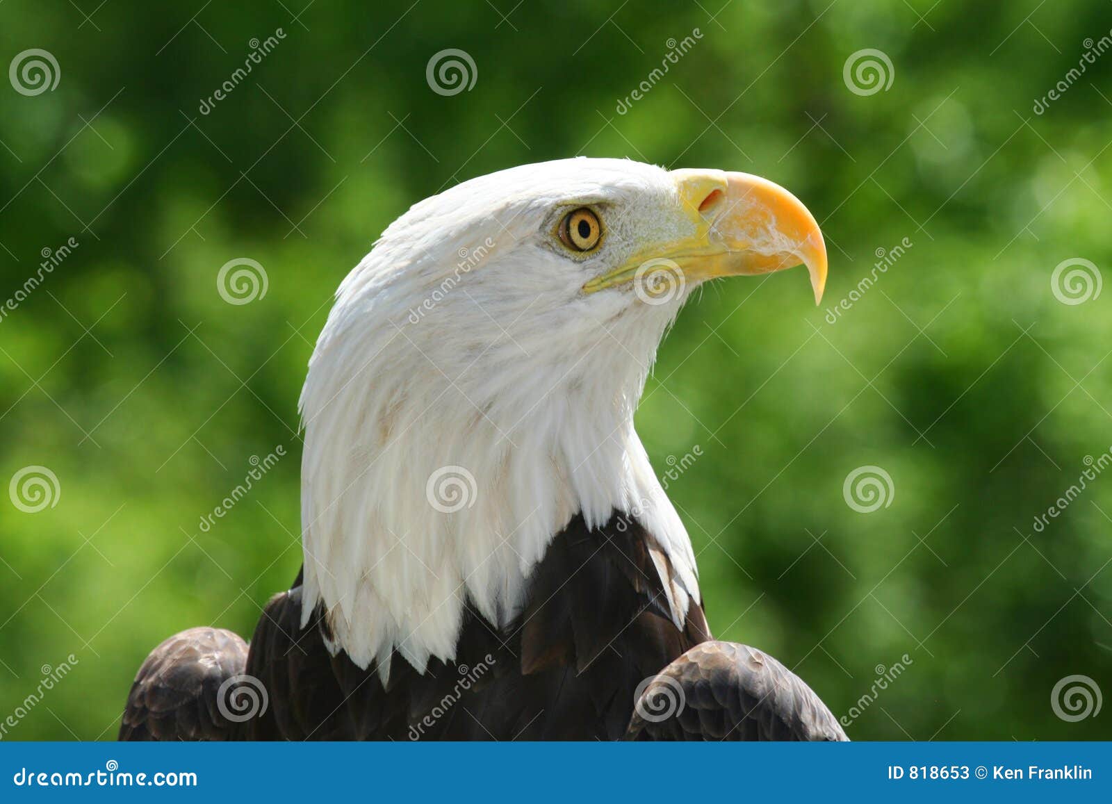 Majestic Eagle stock image. Image of bird, bald, america - 818653
