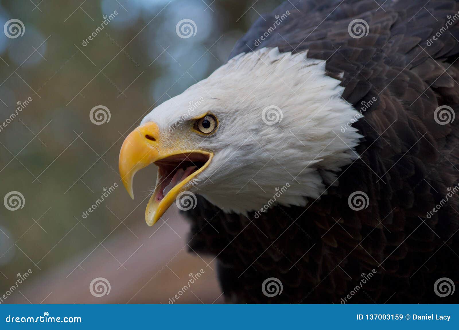 Majestic Eagle Calling with Open Beak and Intense Expression in Its ...