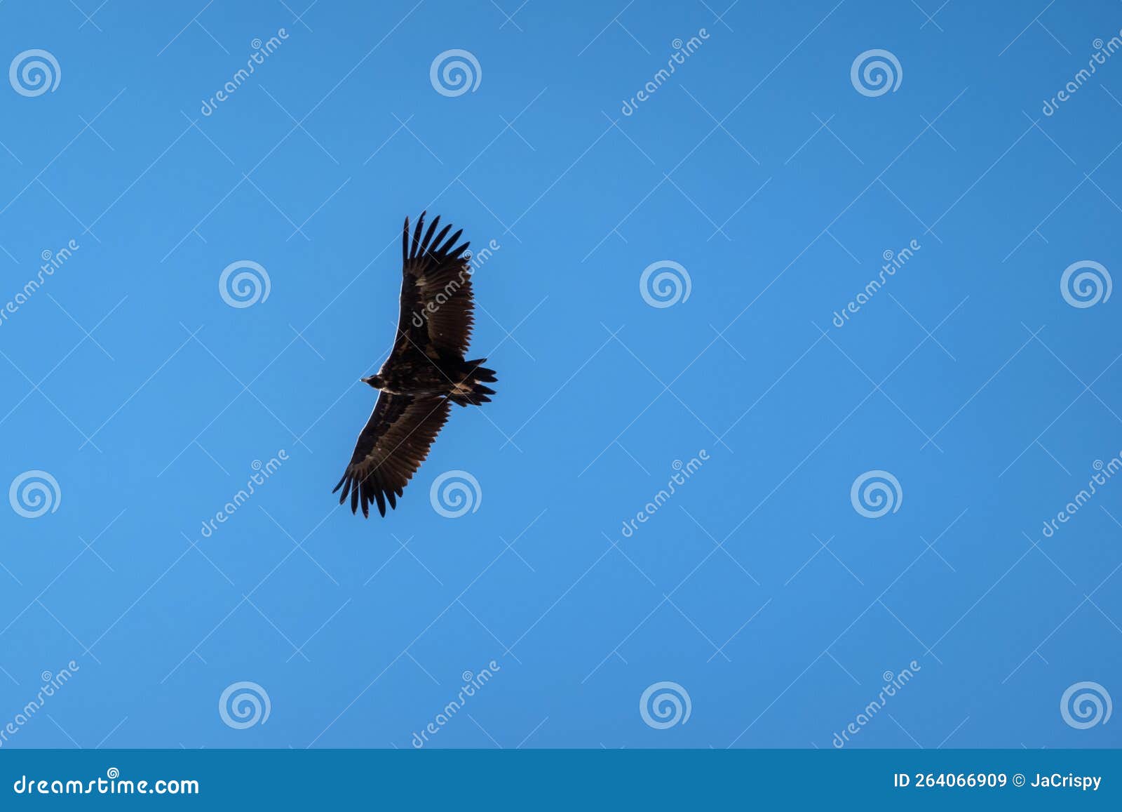 Majestic Eagle Flying in the Blue Sky. Big Hawk Gliding through the ...