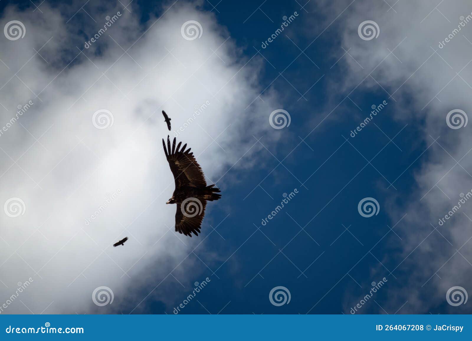 Majestic Eagle Flying in the Blue Sky. Big Hawk Gliding through the ...