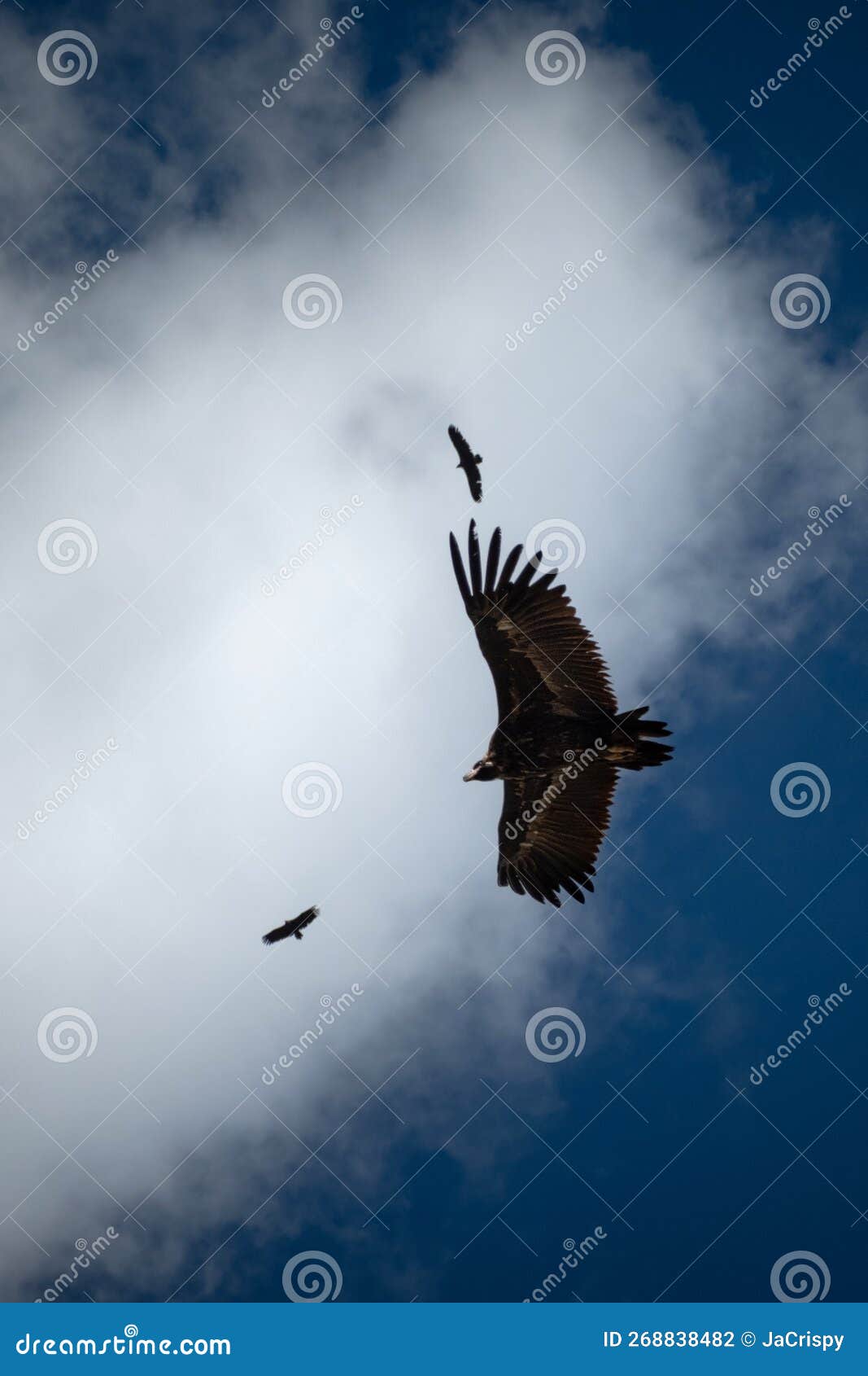 Majestic Eagle Flying in the Blue Sky. Big Hawk Gliding through the ...