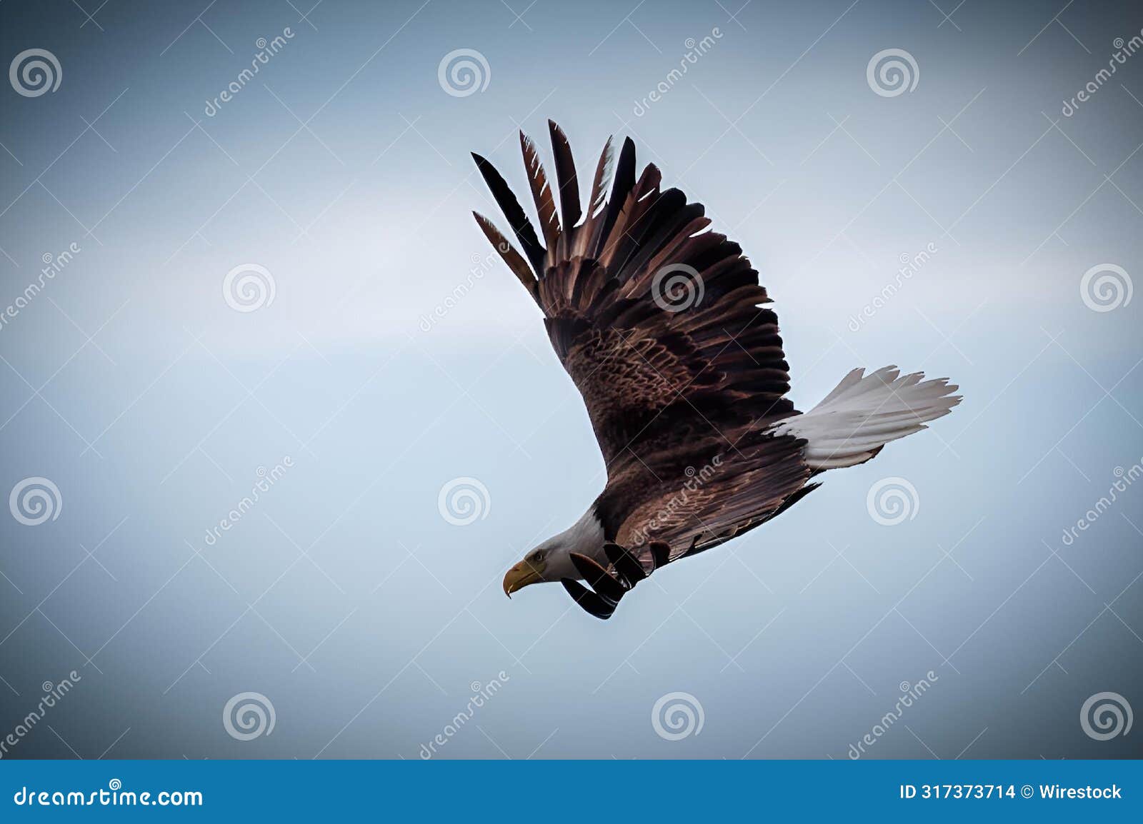 Majestic Eagle Flying with Outstretched Wings in the Sky Stock Photo ...