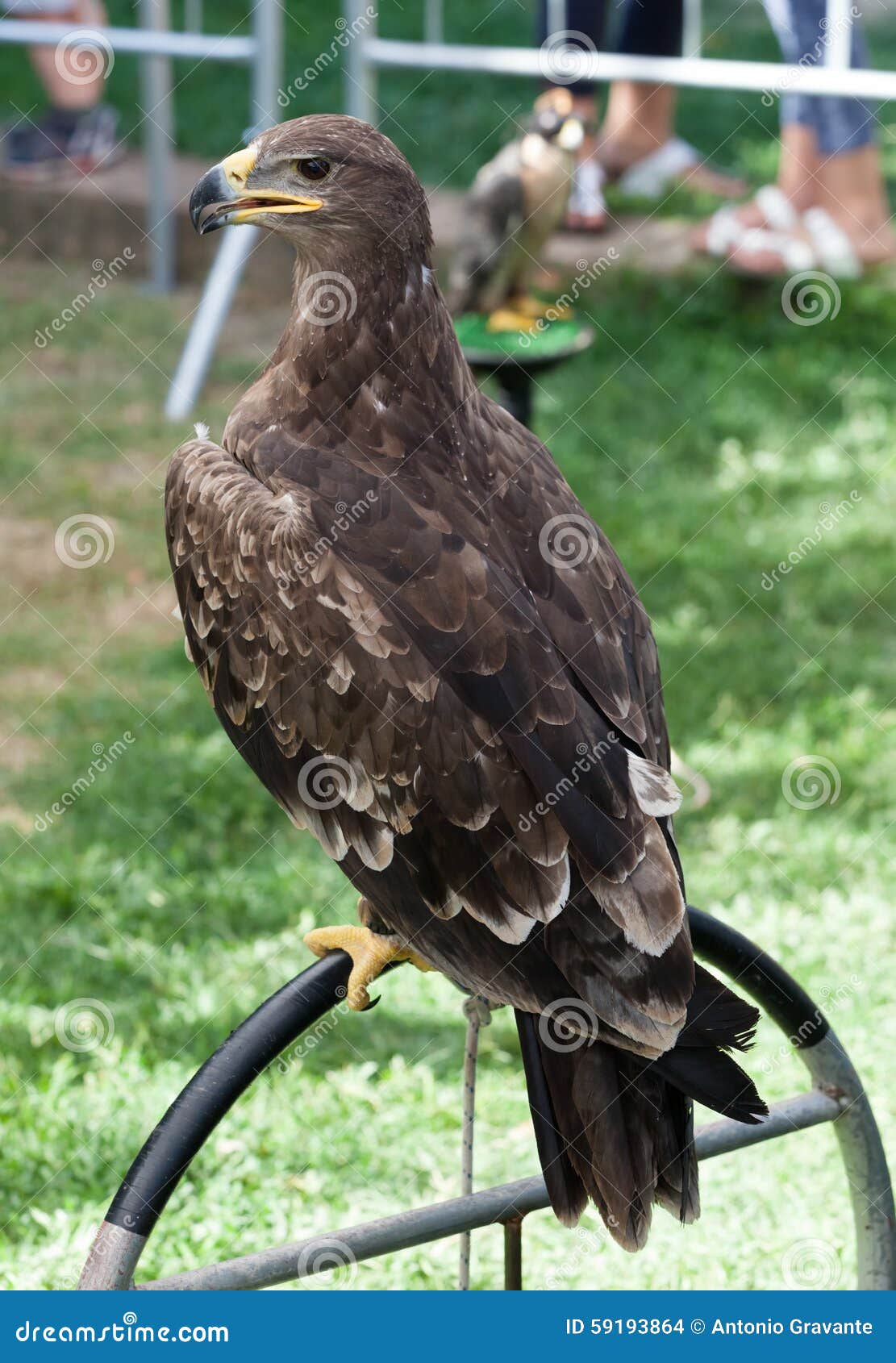 Majestic Eagle Seen from Back Stock Photo - Image of portrait, feather ...