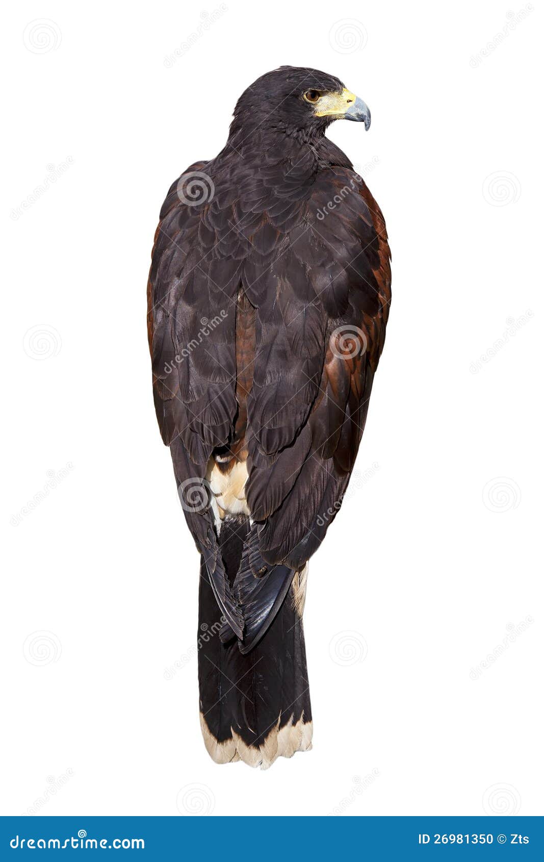 Majestic Eagle Seen from Back Isolated on White Ba Stock Photo - Image ...