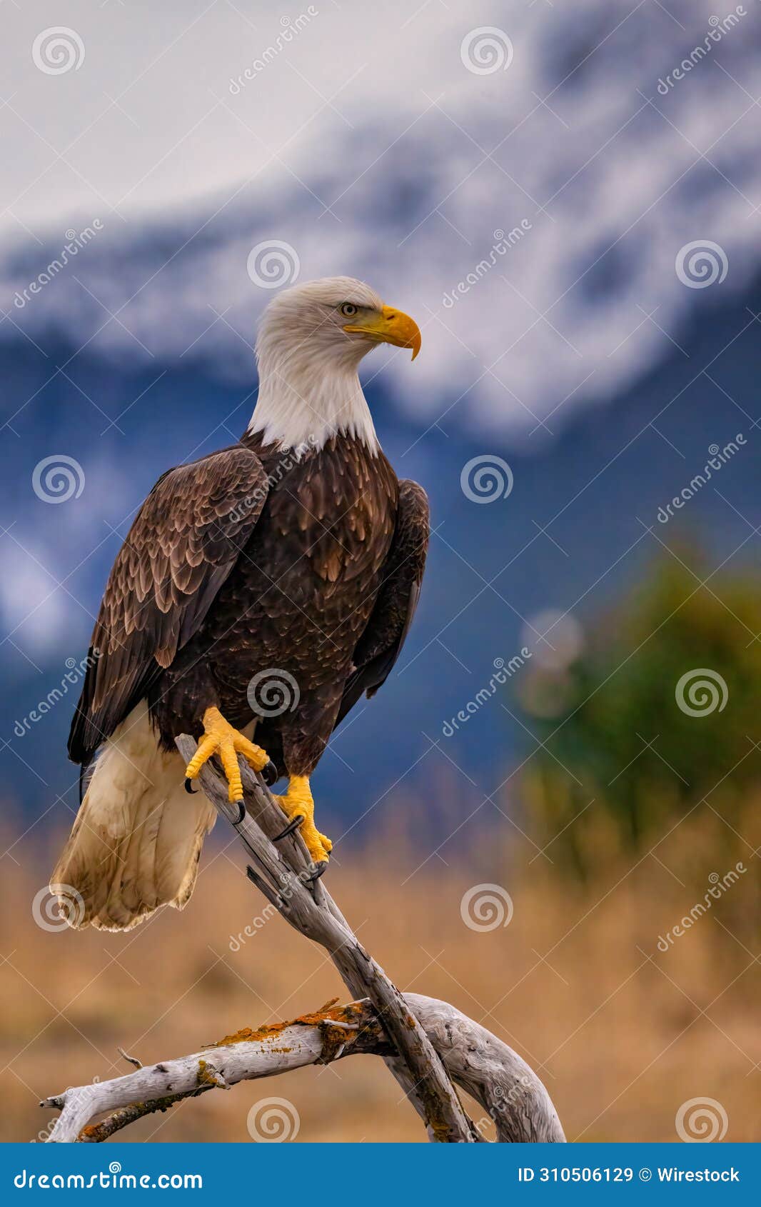 An Eagle Perched on a Tree Branch with Mountains in the Background ...