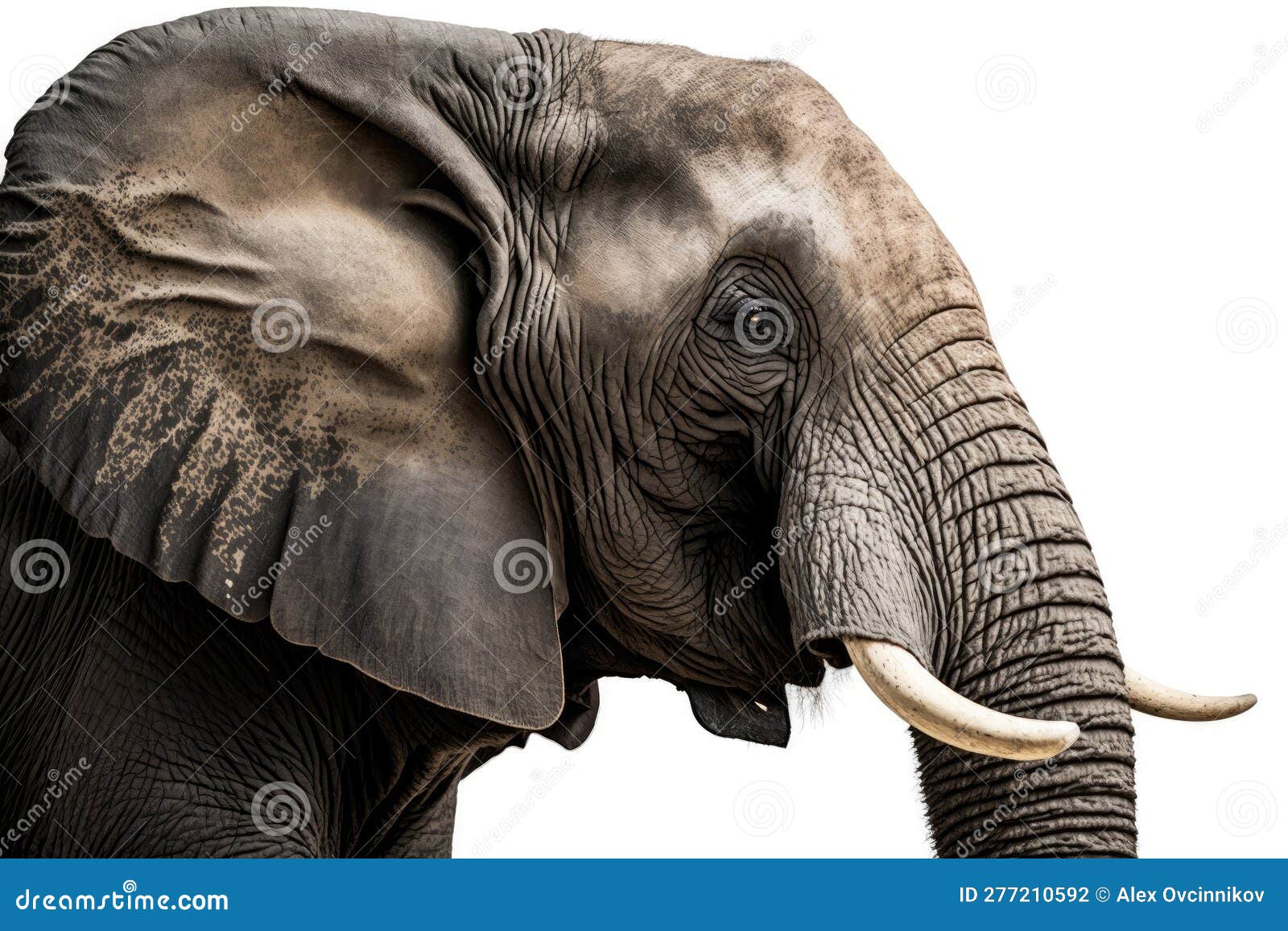 Majestic Elephant on White Background for Posters and Web. Stock ...