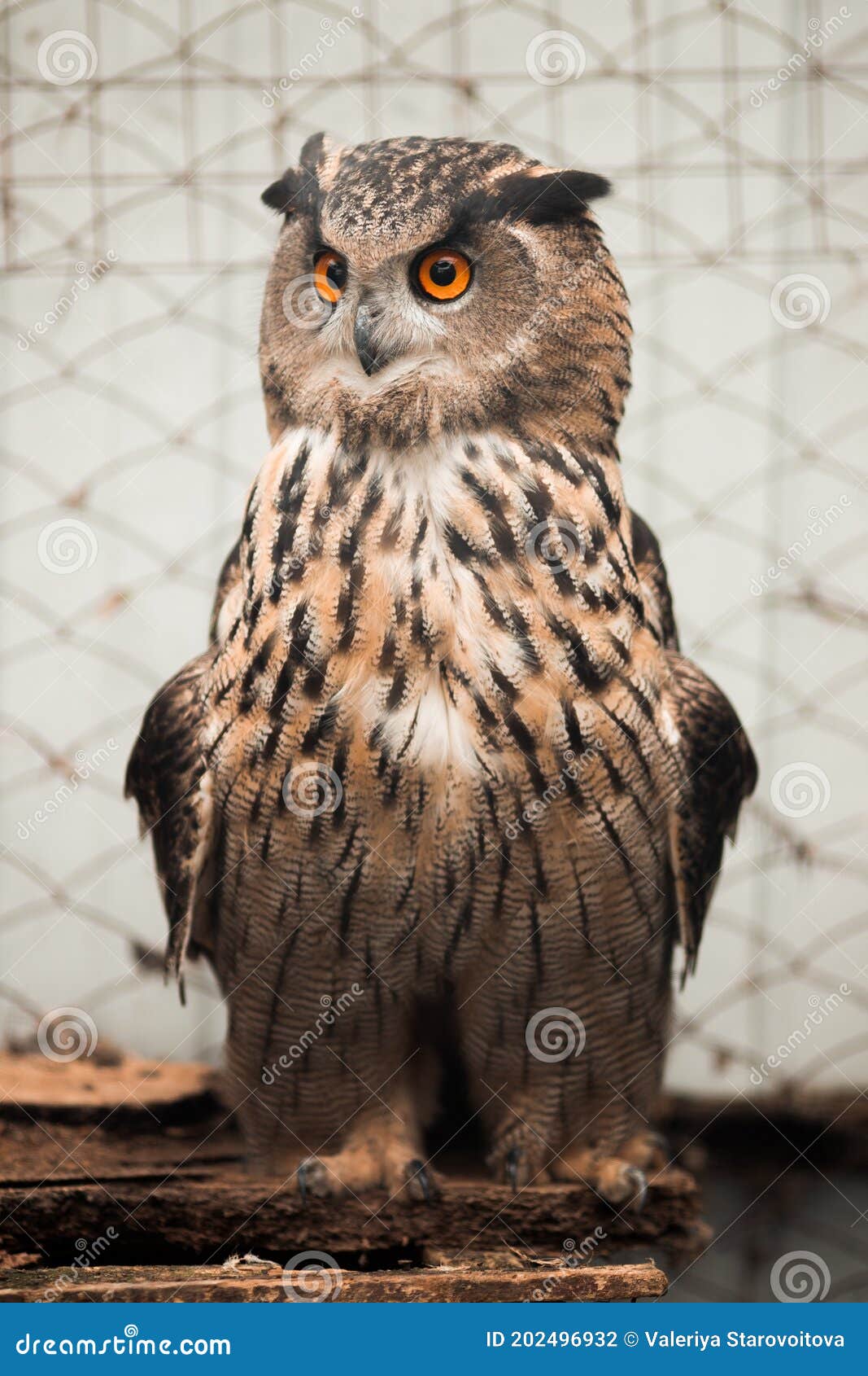 Majestic Fat Owl Filin with Huge Eyes Watching Stock Photo - Image of ...