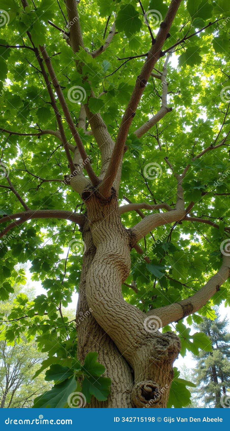 Majestic Fig Tree with Twisted Trunk and Wide Canopy Stock Illustration ...