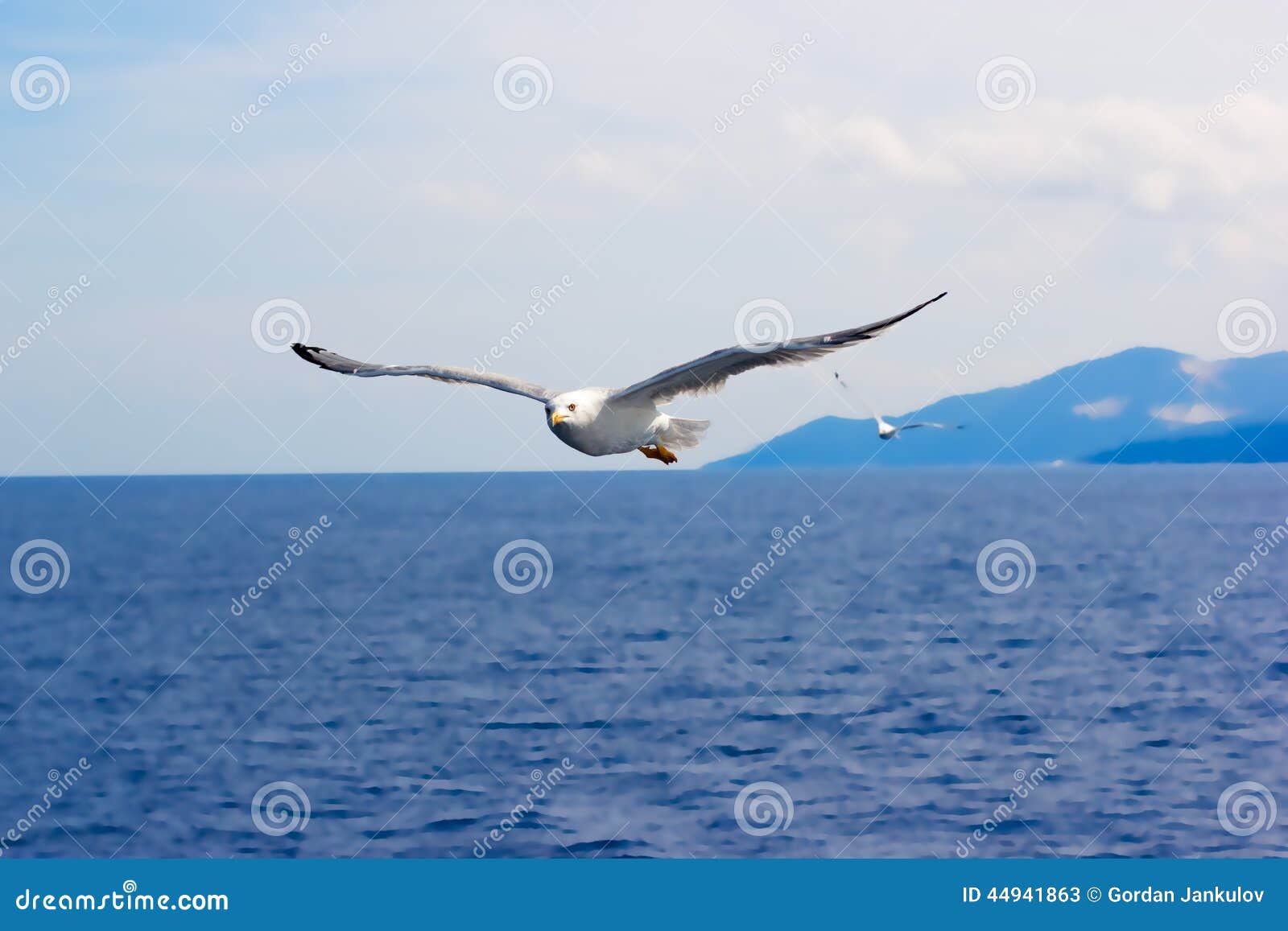 Majestic flight of seagull stock image. Image of seagull - 44941863