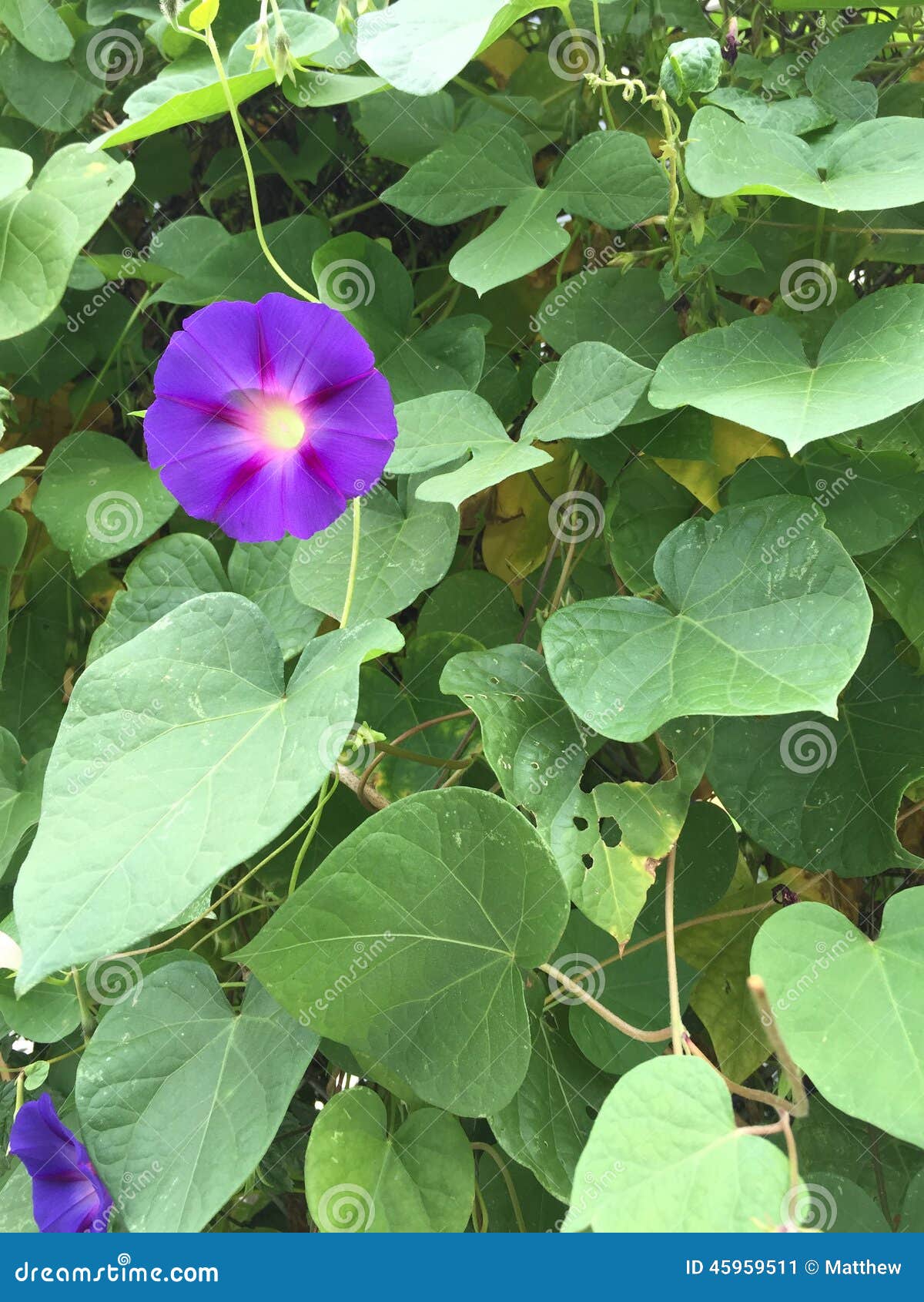 Majestic Flowers stock image. Image of flowers, true - 45959511