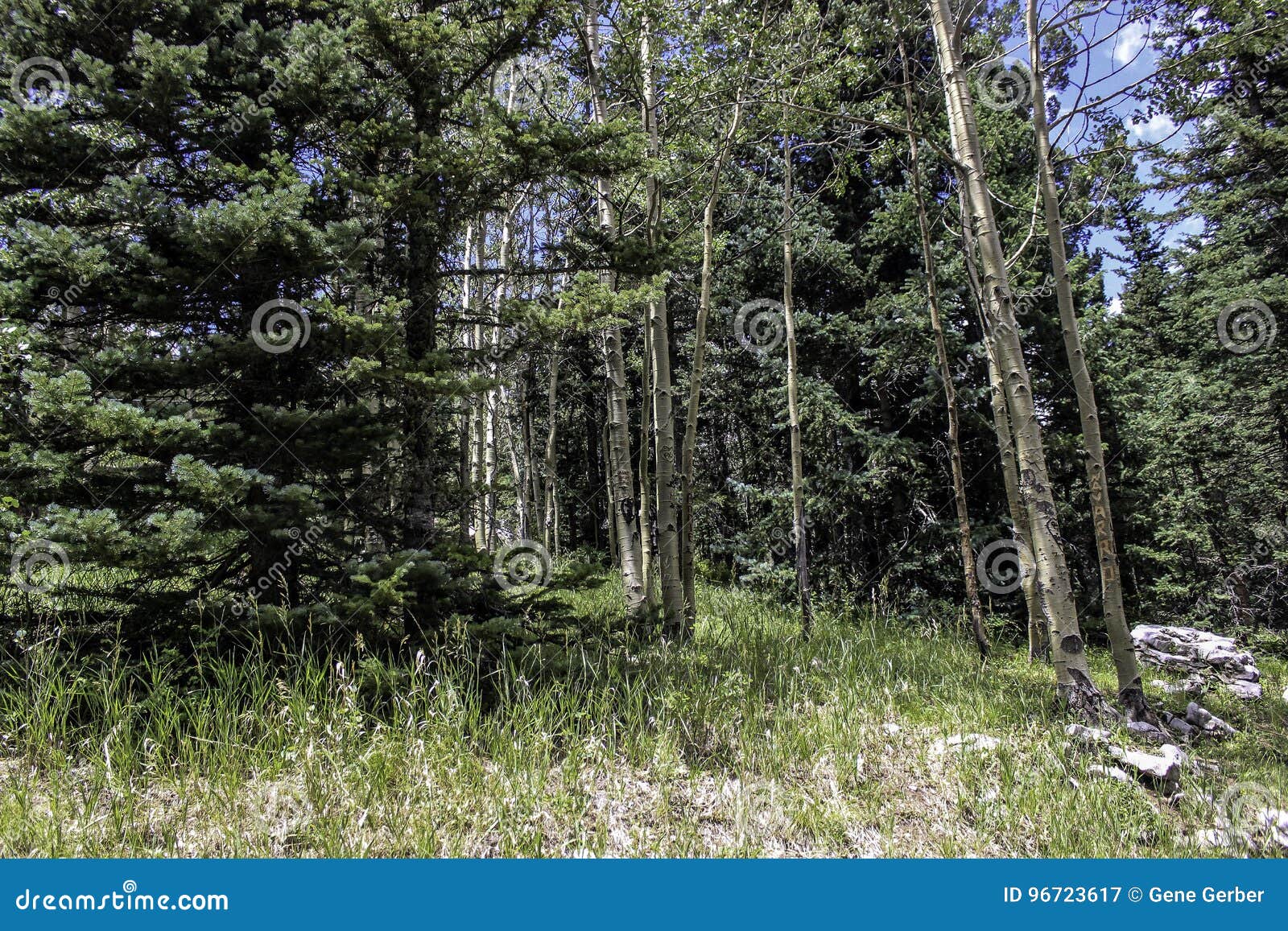 Majestic Forest Land stock image. Image of area, forest - 96723617