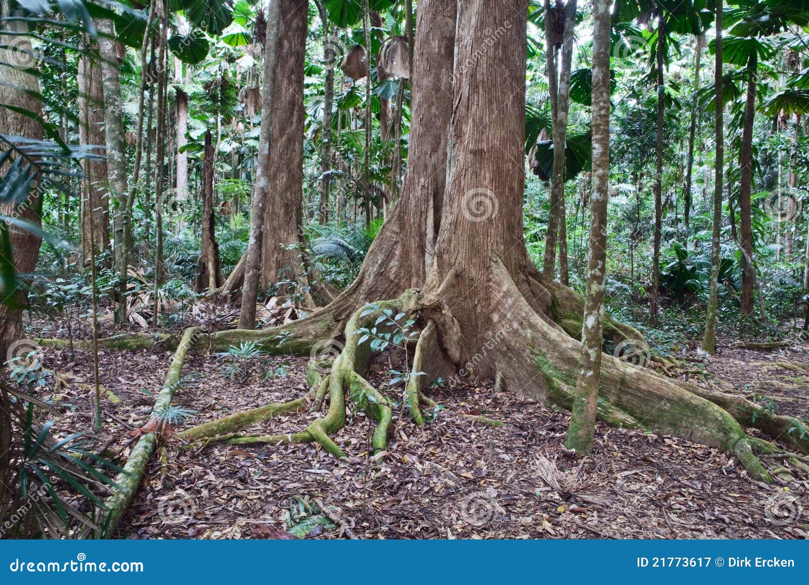 Majestic Giant Jungle Tree, Amazing Forest Background Royalty-Free ...