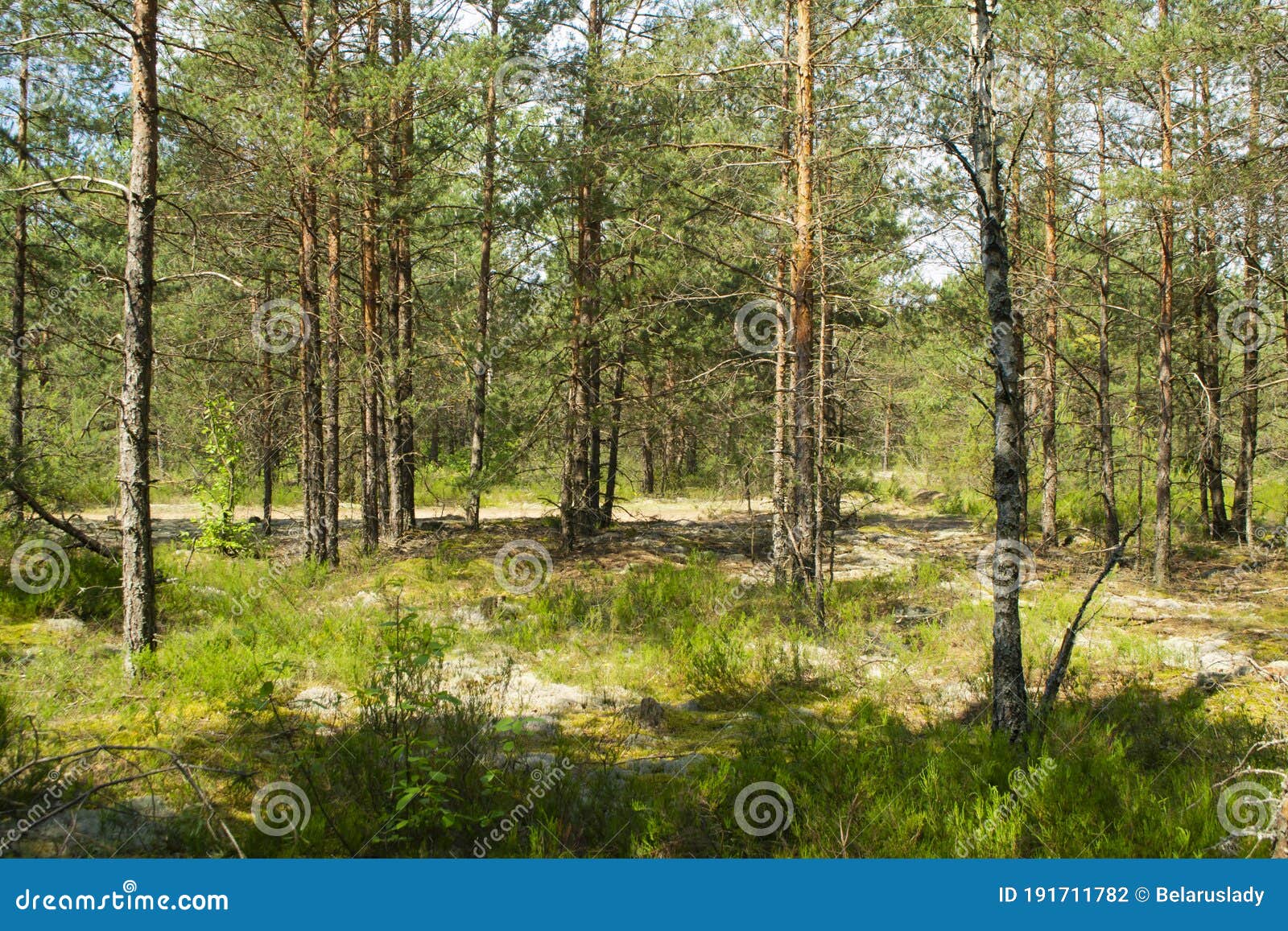 Majestic Green Pine Tree Forest, Deep Natural Forest in Belarus Stock ...