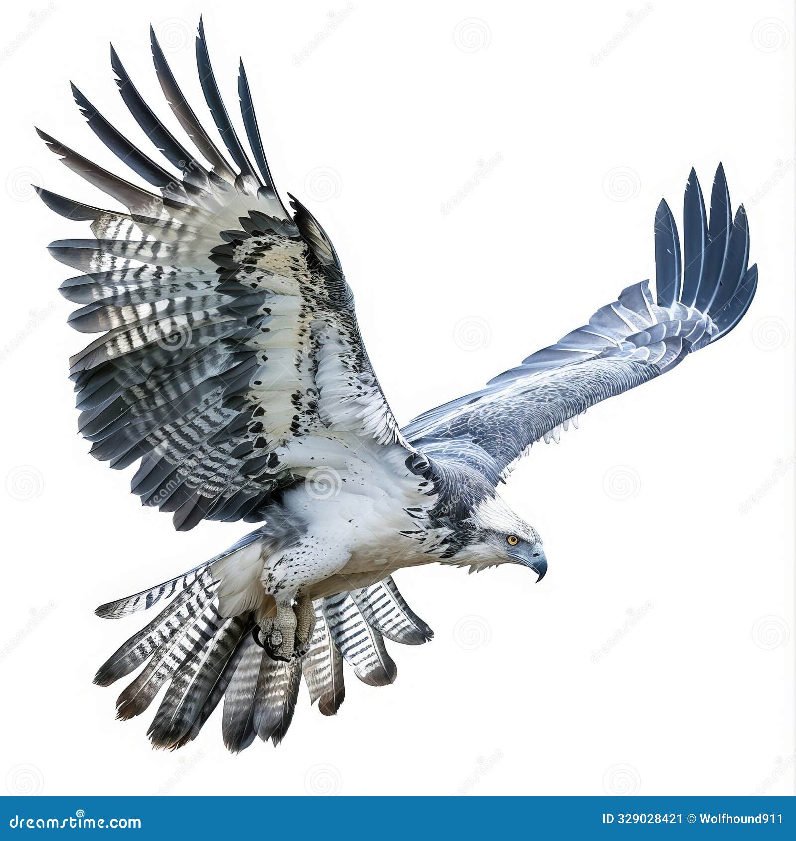 A Majestic Harpy Eagle In Mid-flight, Wings Fully Spread And Talons ...