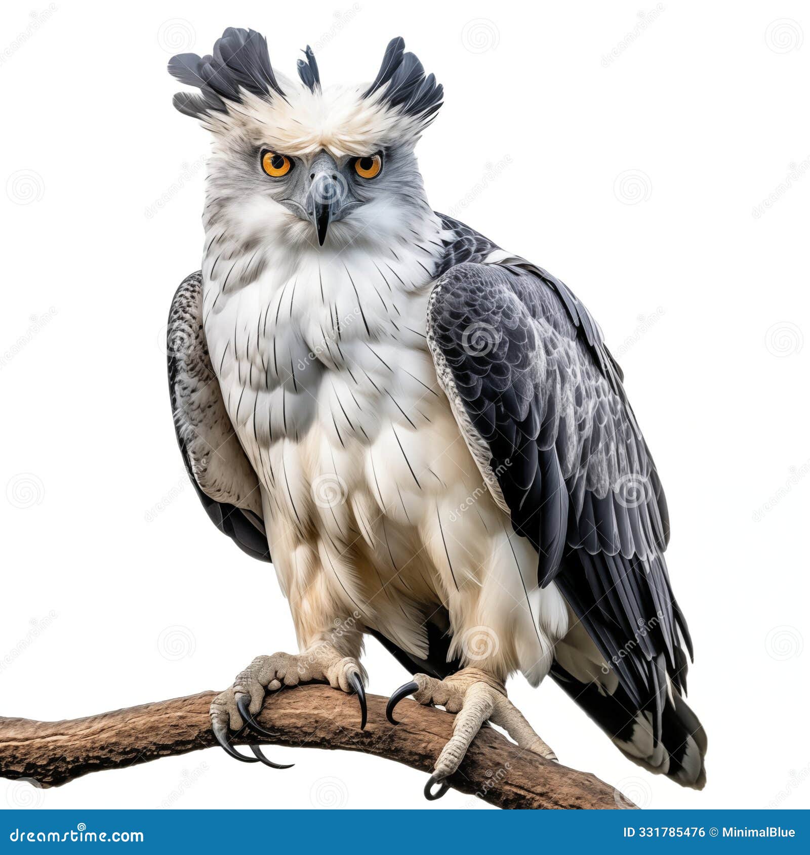 Majestic Harpy Eagle Perched on Branch Stock Illustration ...