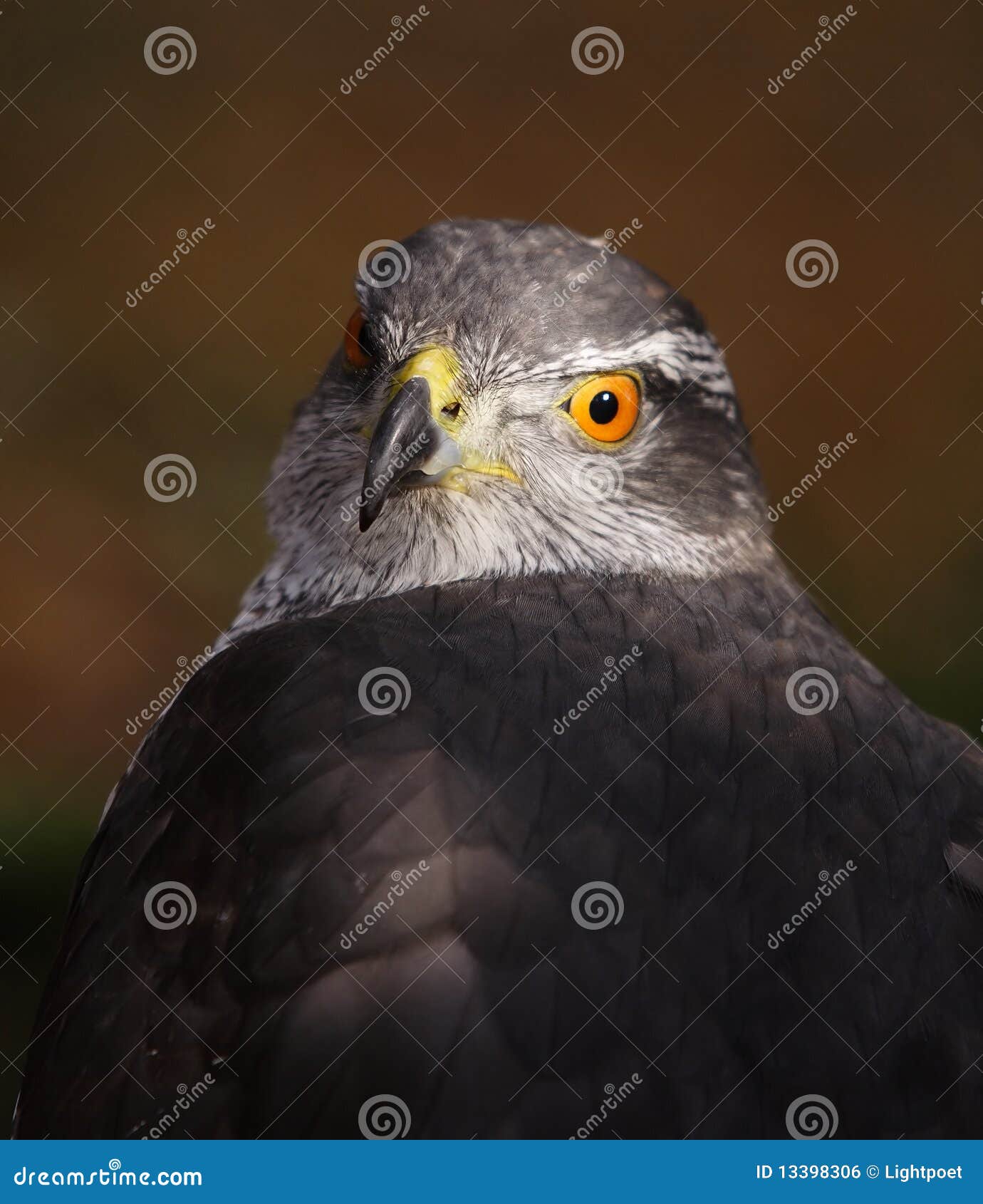 Majestic hawk stock photo. Image of feather, mighty, carnivorous - 13398306