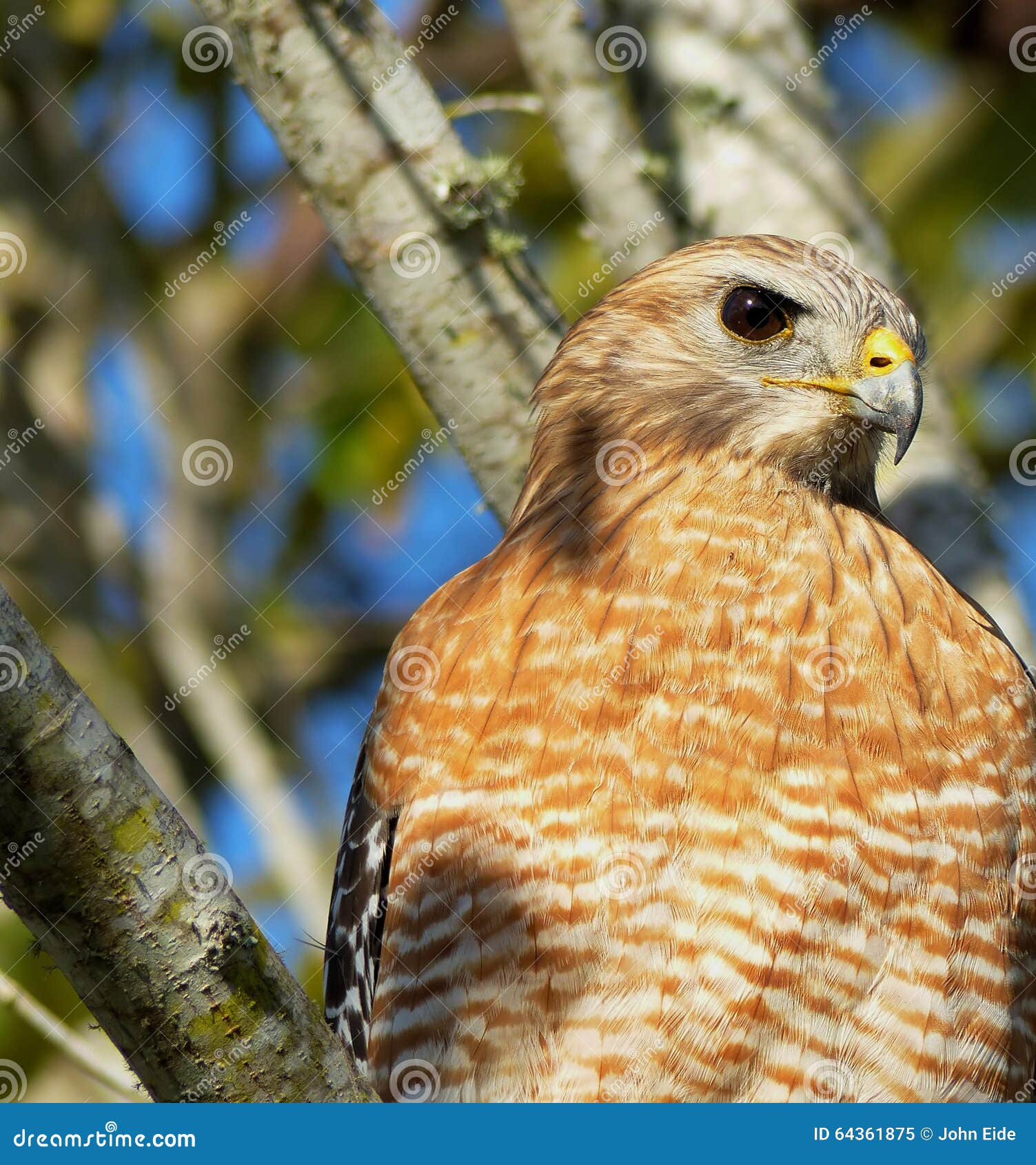 Majestic Hawk stock image. Image of calm, watchful, hawk - 64361875