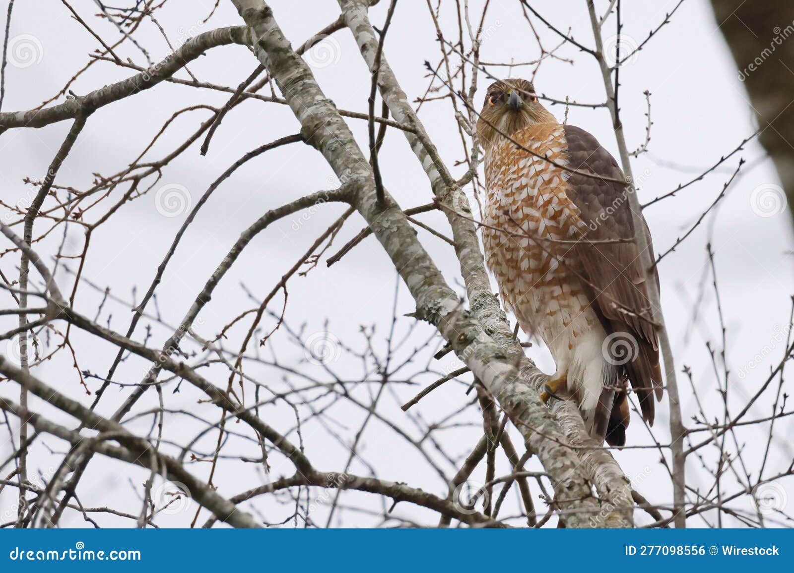 Majestic Hawk Perched Atop a Sturdy Tree Branch Stock Photo - Image of ...