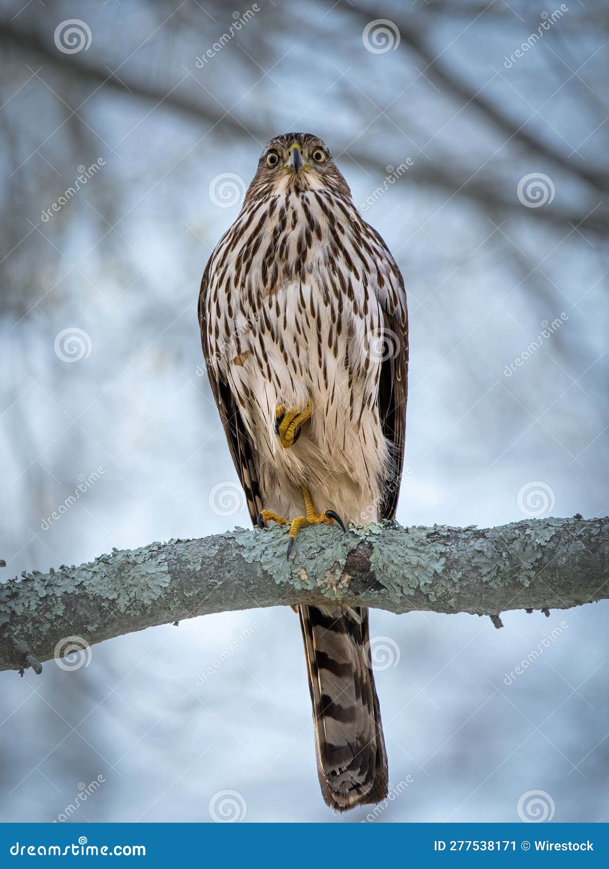 Majestic Hawk Perching on Tree Branch Stock Image - Image of branch ...