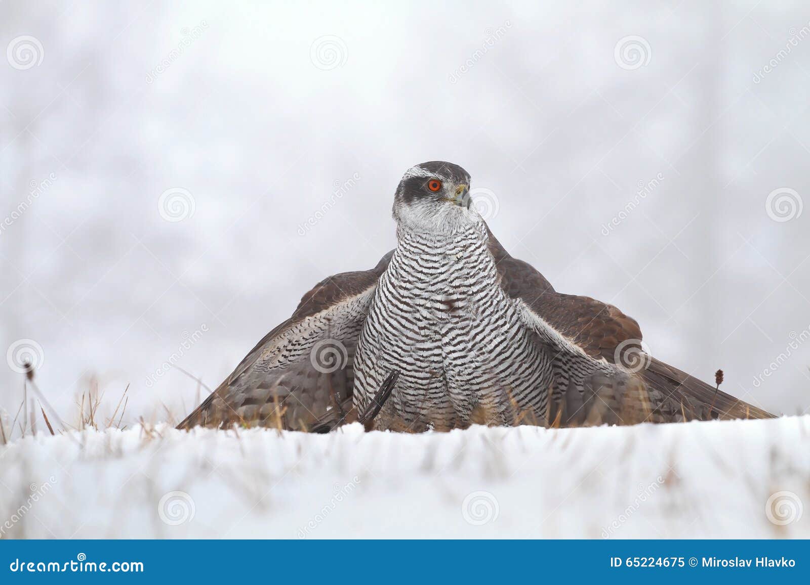 Majestic hawk stock image. Image of wild, hawking, falconry - 65224675